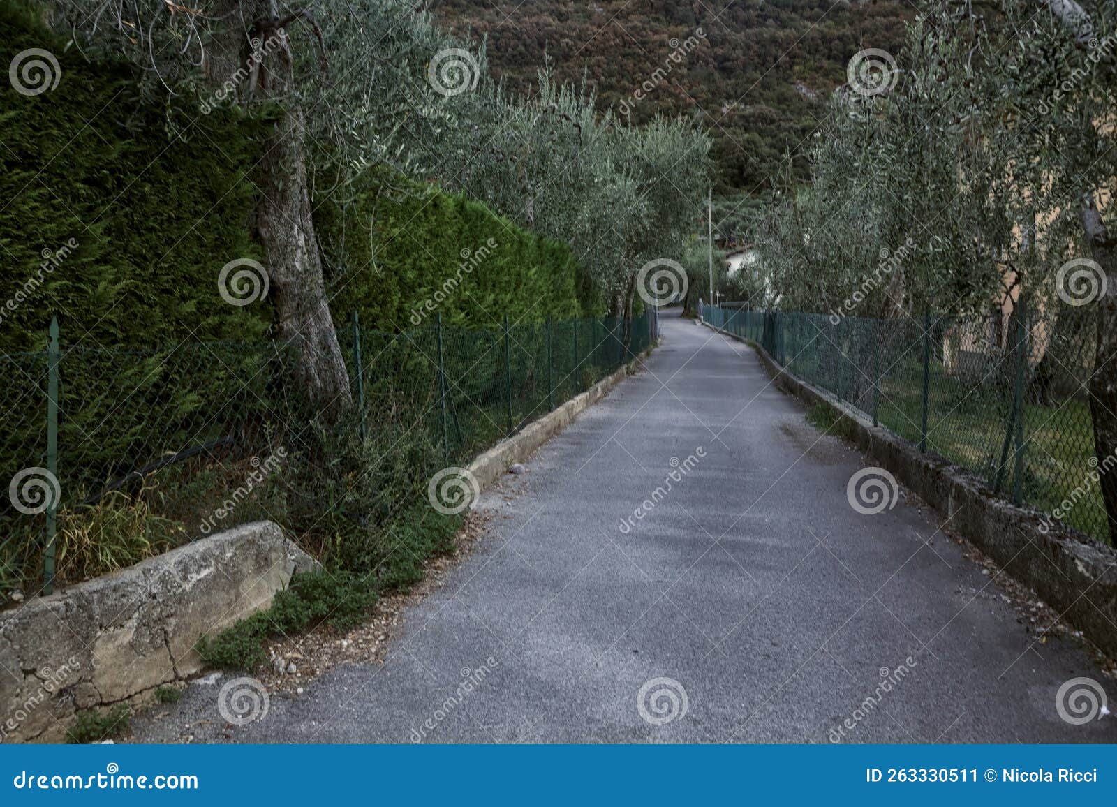 Climbing Side Road Bordered by Olive Tree Plantations Stock Image ...
