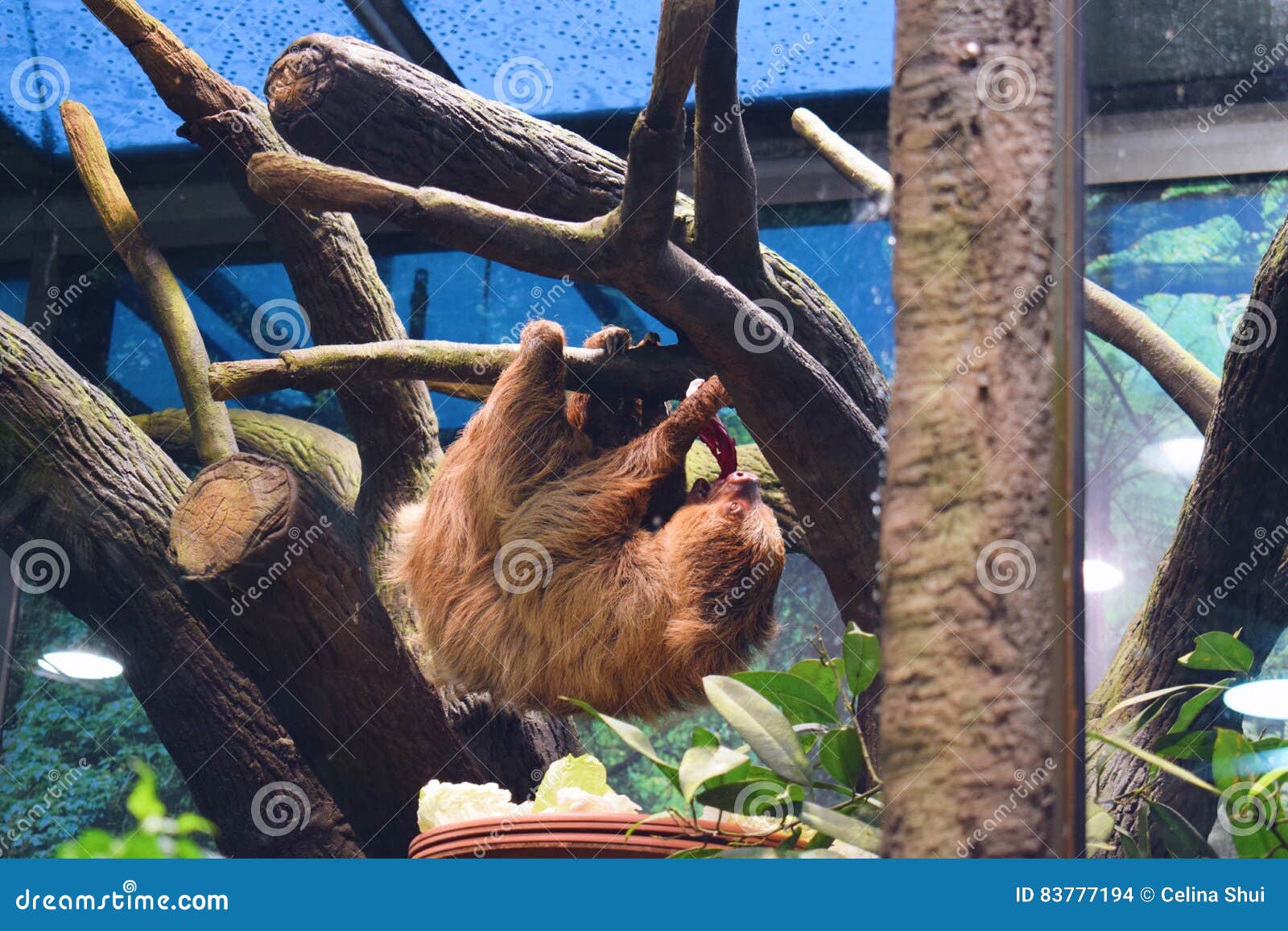 Climbing sloth stock photo. Image of tree, cute, food - 83777194