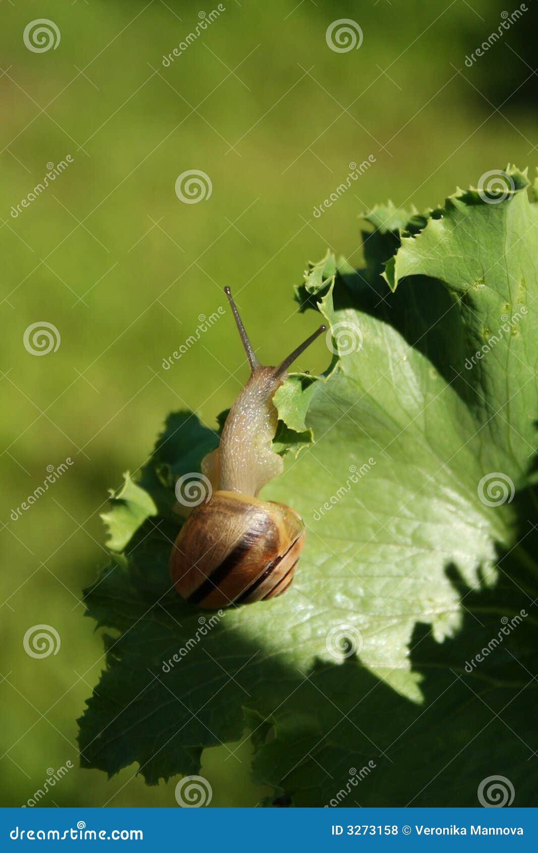 Climbing Snail stock photo. Image of climbing, achieve - 3273158