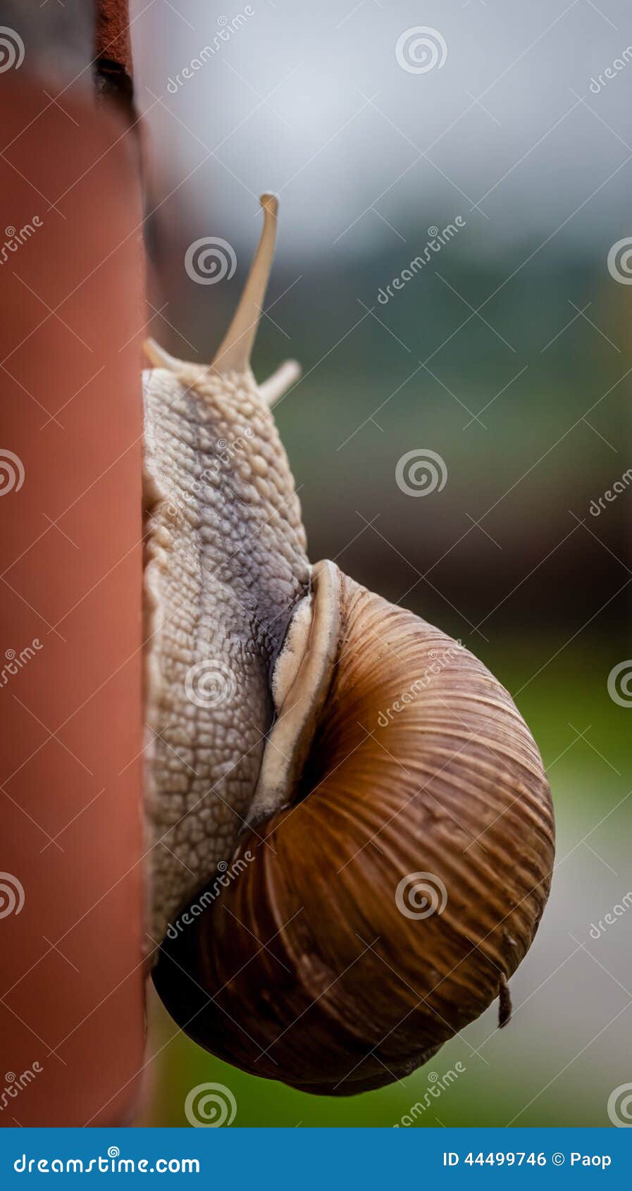 Climbing snail stock photo. Image of bithynia, fauna - 44499746