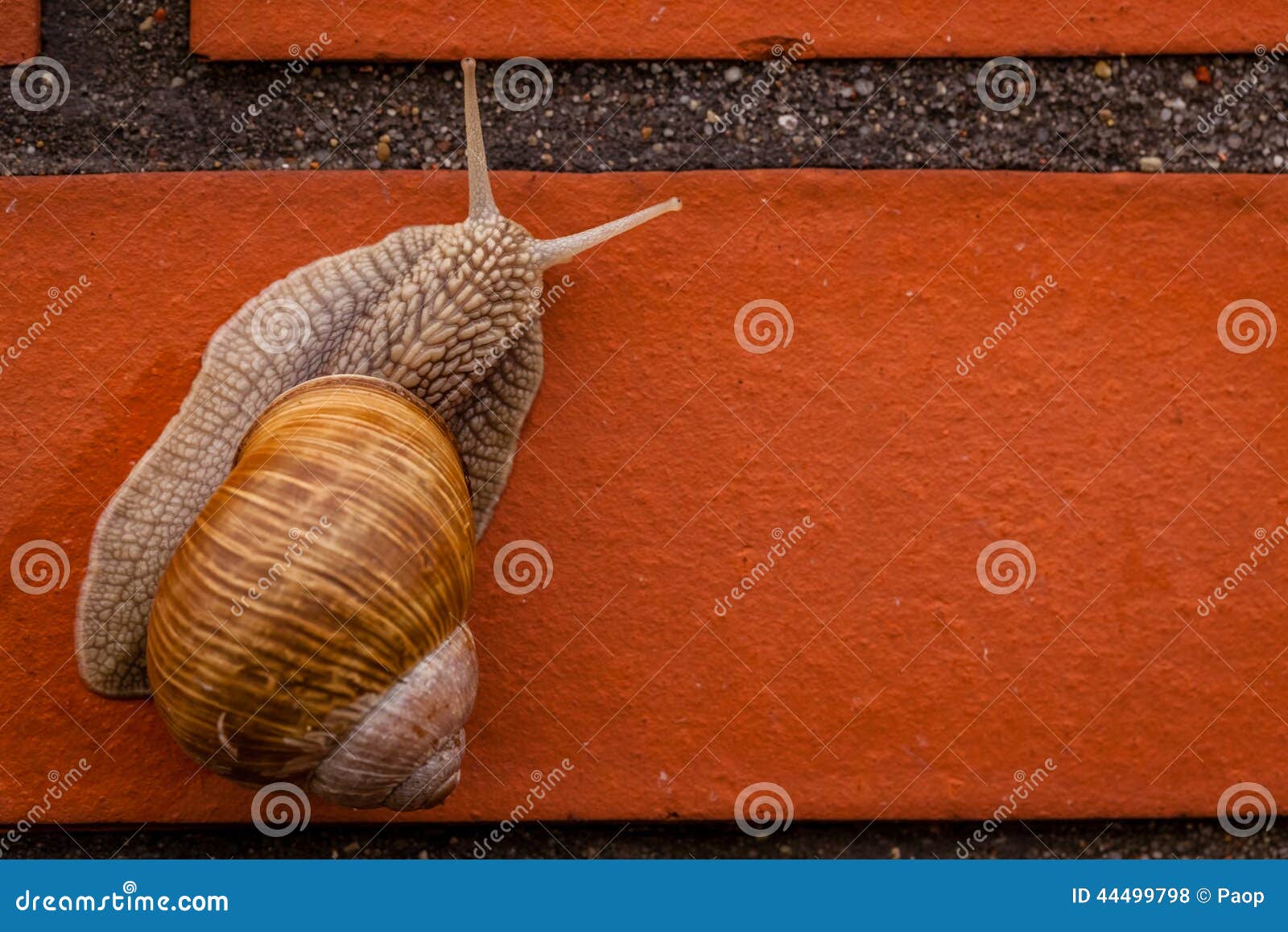 Climbing snail stock photo. Image of glued, brick, home - 44499798