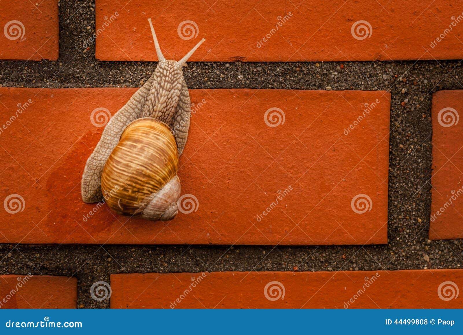 Climbing snail stock photo. Image of house, brick, glued - 44499808