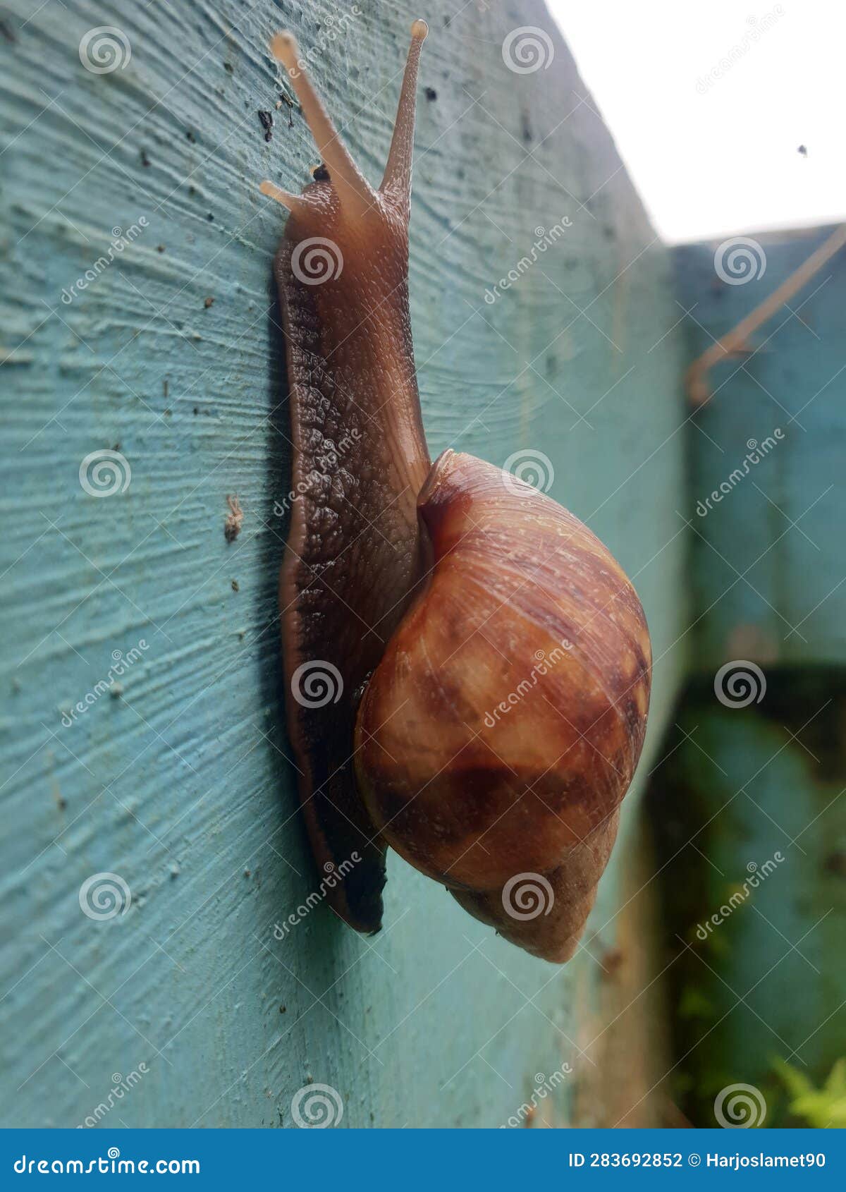 Climbing snail stock photo. Image of animal, snail, produce - 283692852