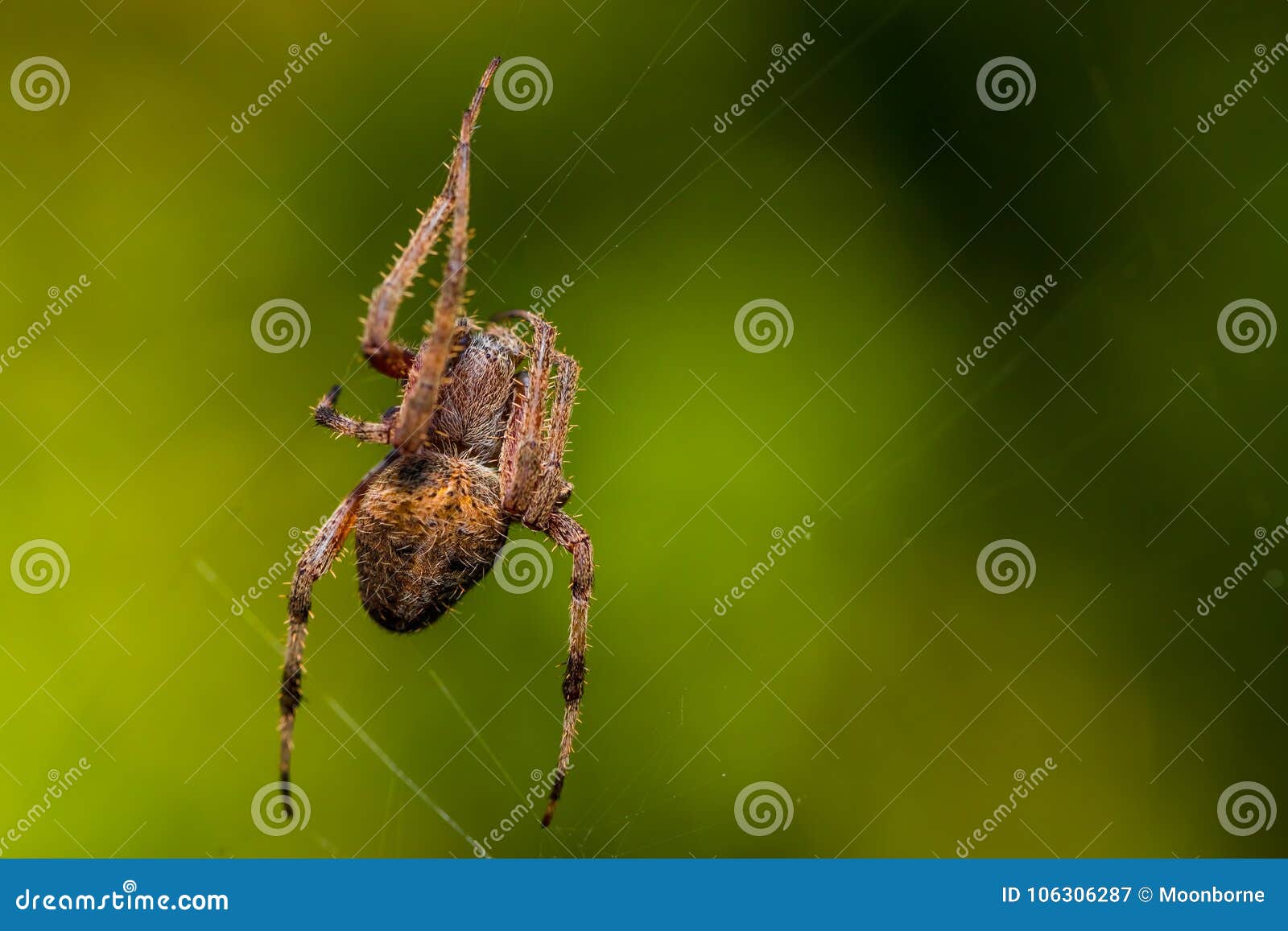 Climbing Spider stock image. Image of lifestyles, brown - 106306287