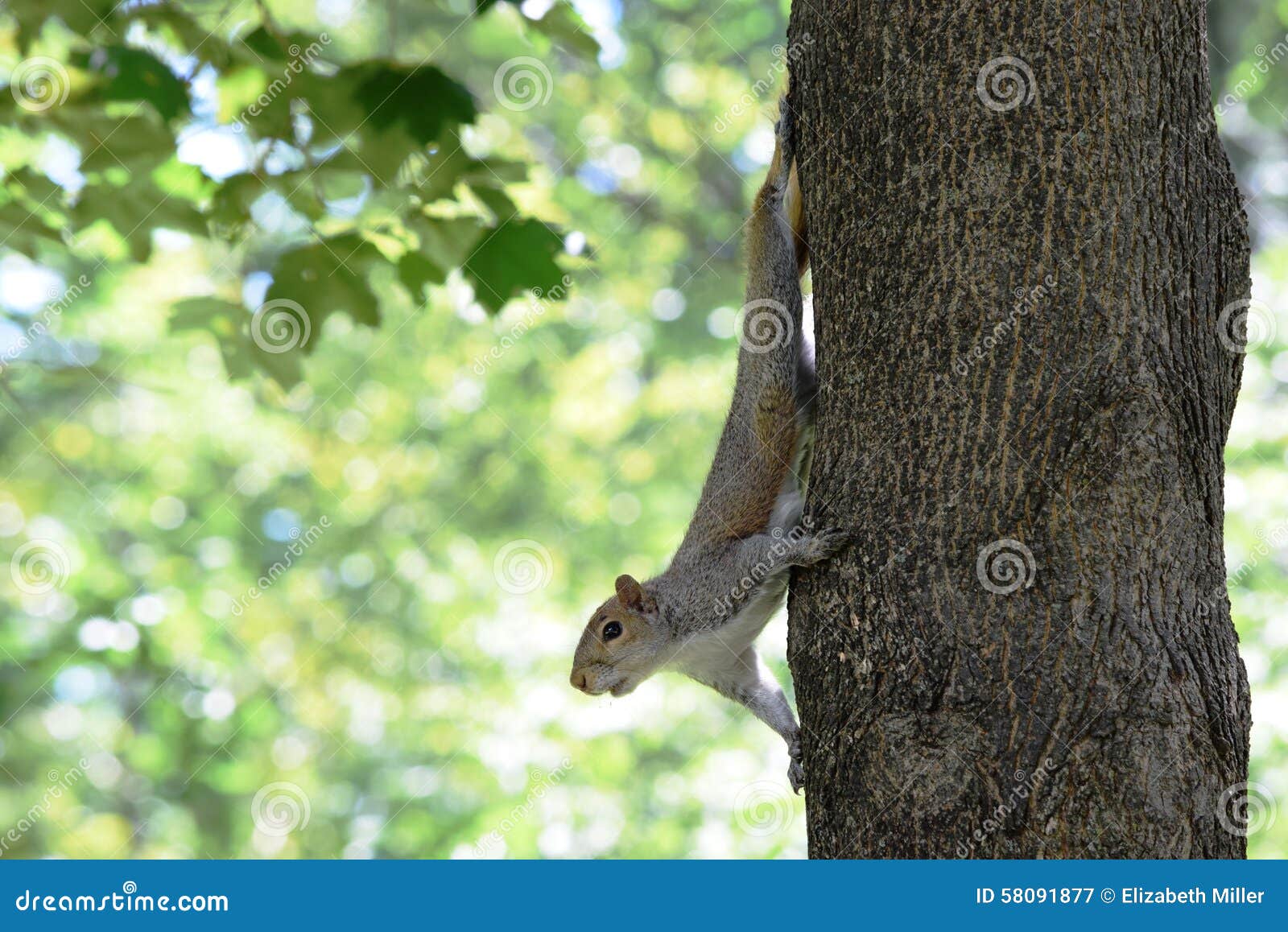 Climbing squirrel stock image. Image of curious, tree - 58091877