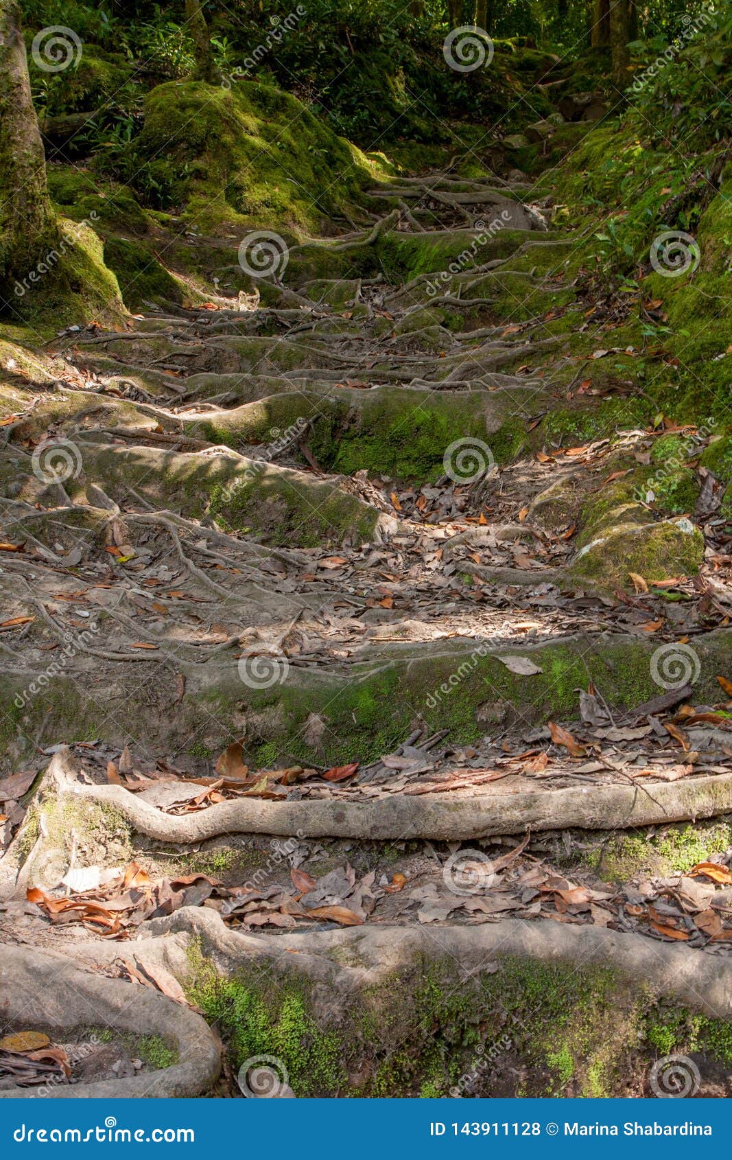 Climbing the Stairs from the Roots in the Coniferous Forest Stock Photo ...