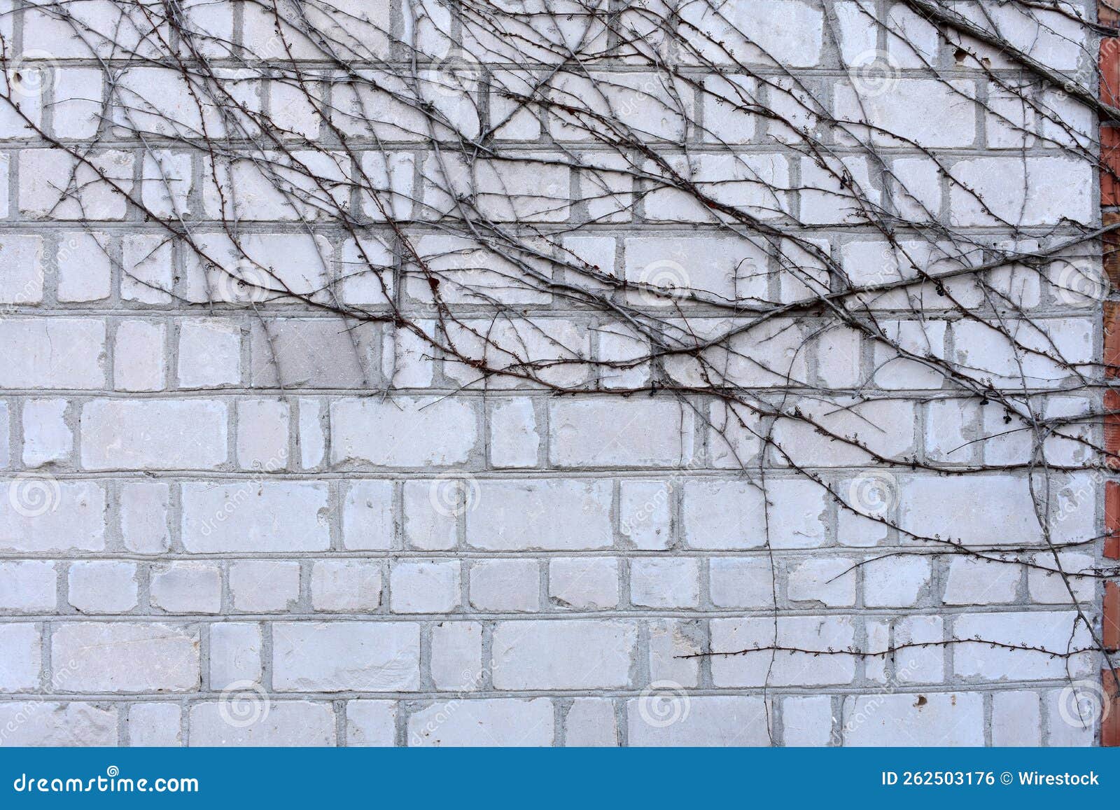 Climbing Tree Branches on a Stone Wall Stock Photo - Image of branches ...
