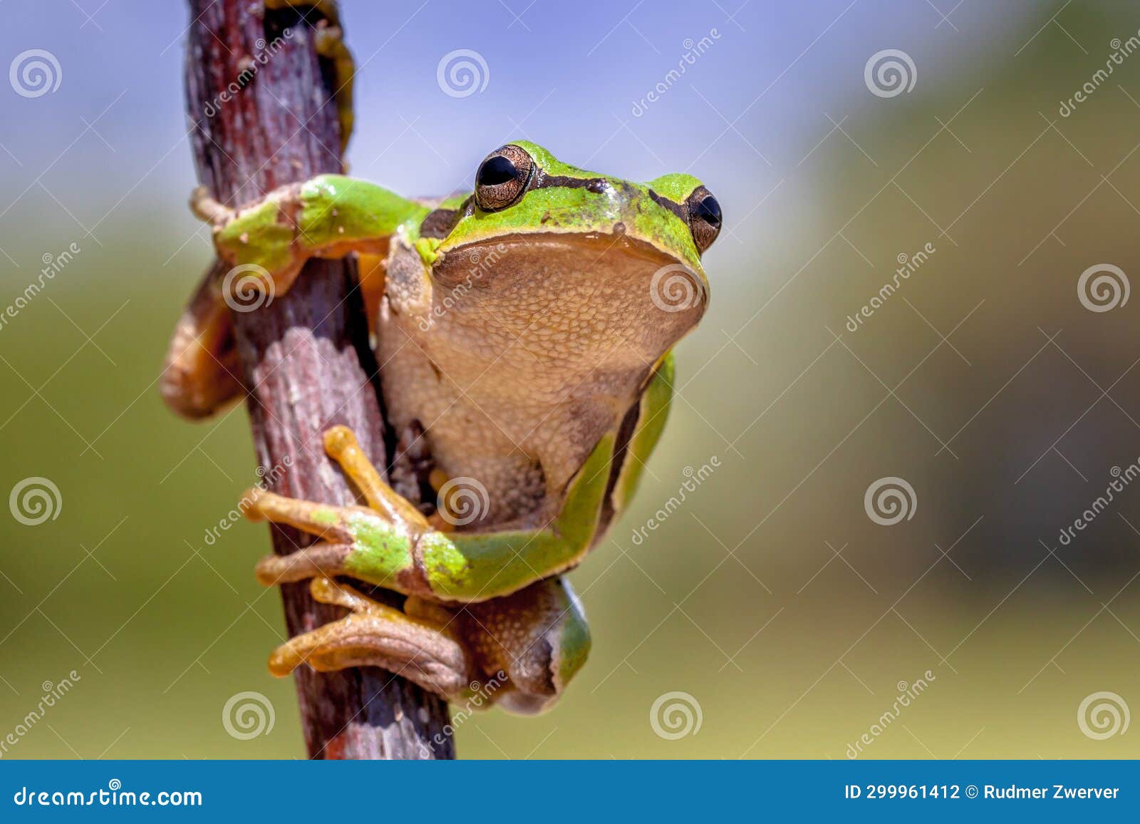 Climbing tree frog stock photo. Image of frog, environment - 299961412