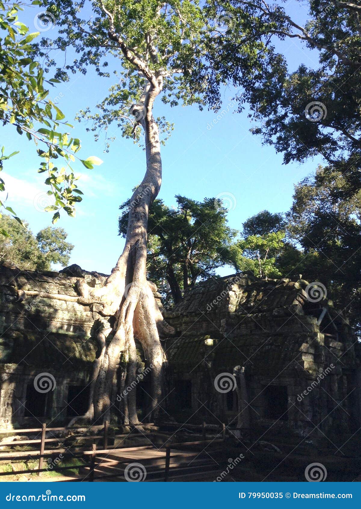 A Climbing Tree in Ta Prohm, Angkor, Cambodia Stock Image - Image of ...