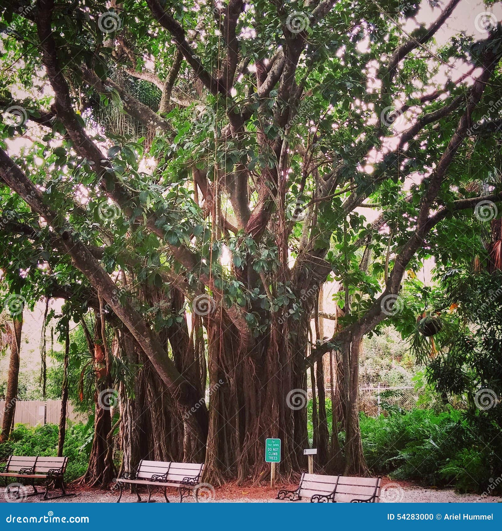 Climbing tree stock photo. Image of signs, benches, climbing - 54283000