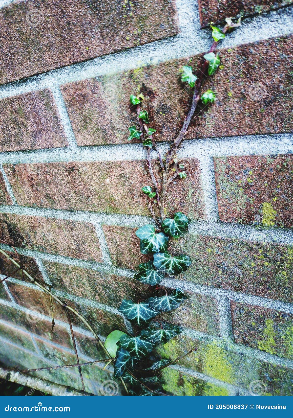 Climbing Tree on the Red Bricks Wall Stock Image - Image of rock ...