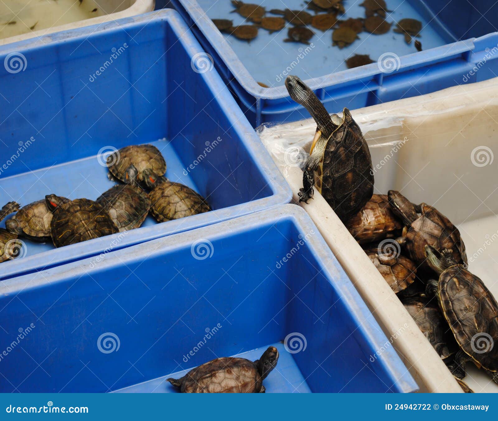 Climbing Turtle stock photo. Image of china, perseverance - 24942722