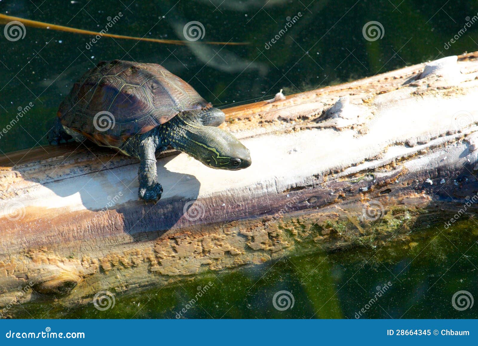 Climbing turtle stock image. Image of lake, relax, freshwater - 28664345