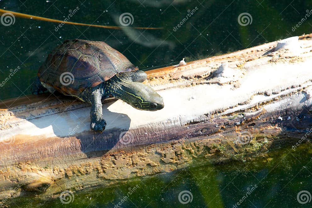 Climbing turtle stock image. Image of lake, relax, freshwater - 28664345