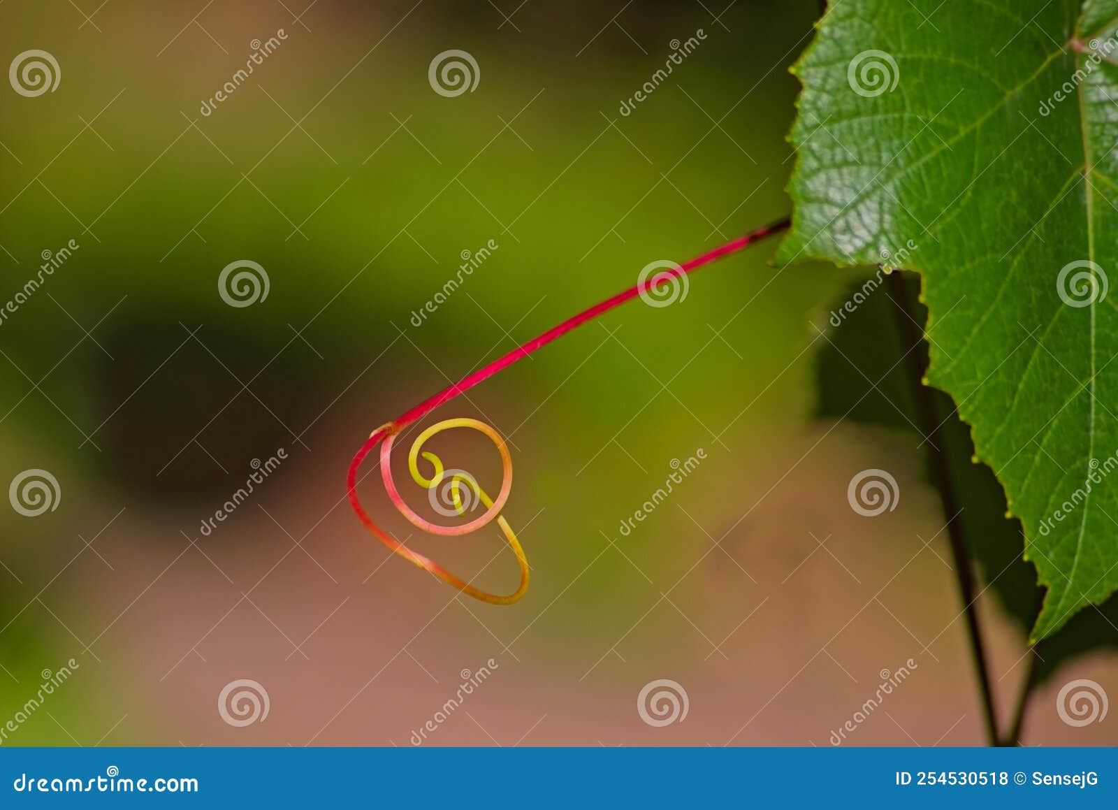 The Body Used To Attach. "Mustache" of Vines Rolled into a Spiral ...