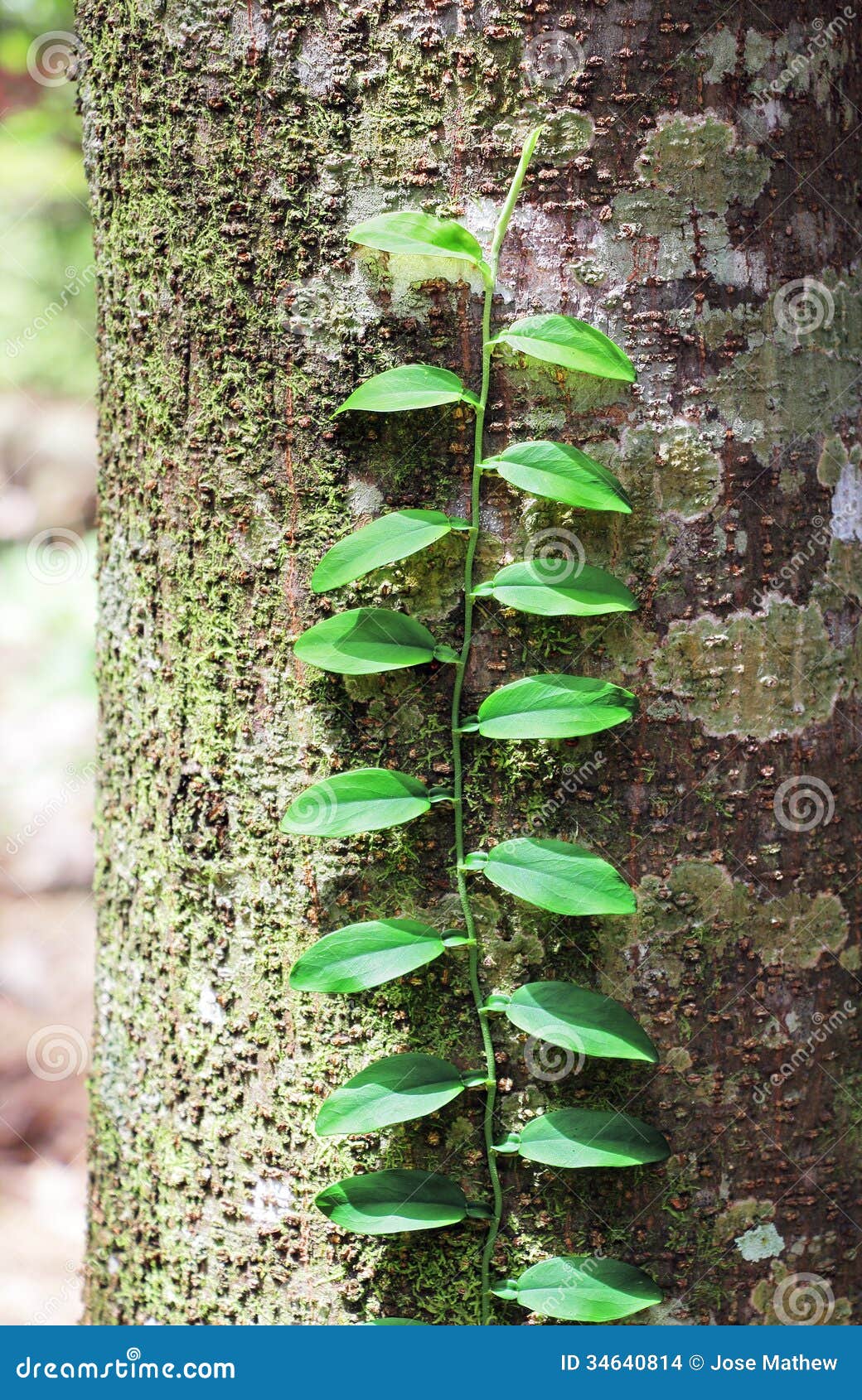 Climbing Vine and Lichens Covered Tree Trunk Stock Photo - Image of ... Climbing Vine and Lichens Covered Tree Trunk Stock Photo - Image of ...