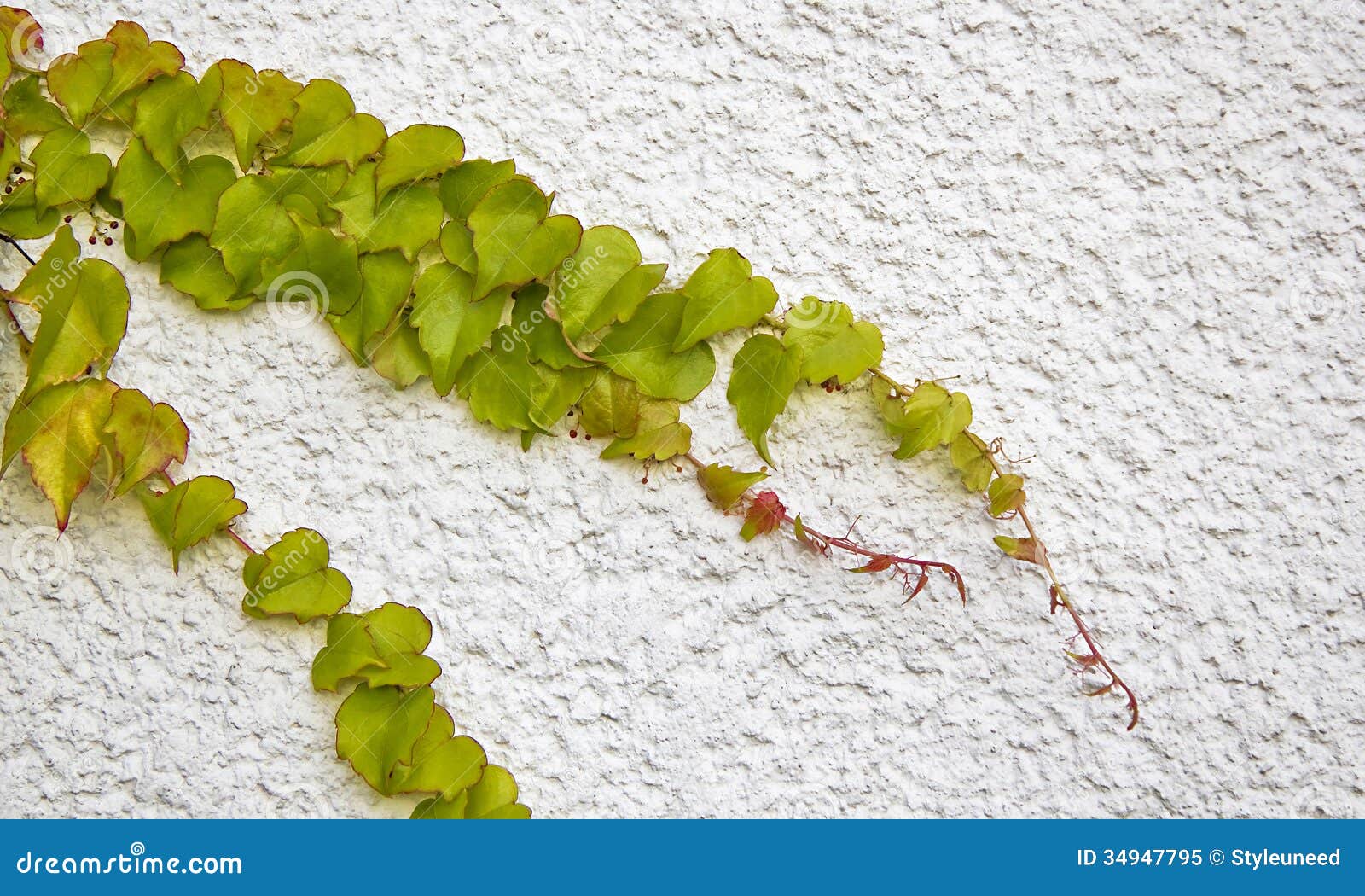 Climbing vine on wall stock image. Image of green, vine - 34947795