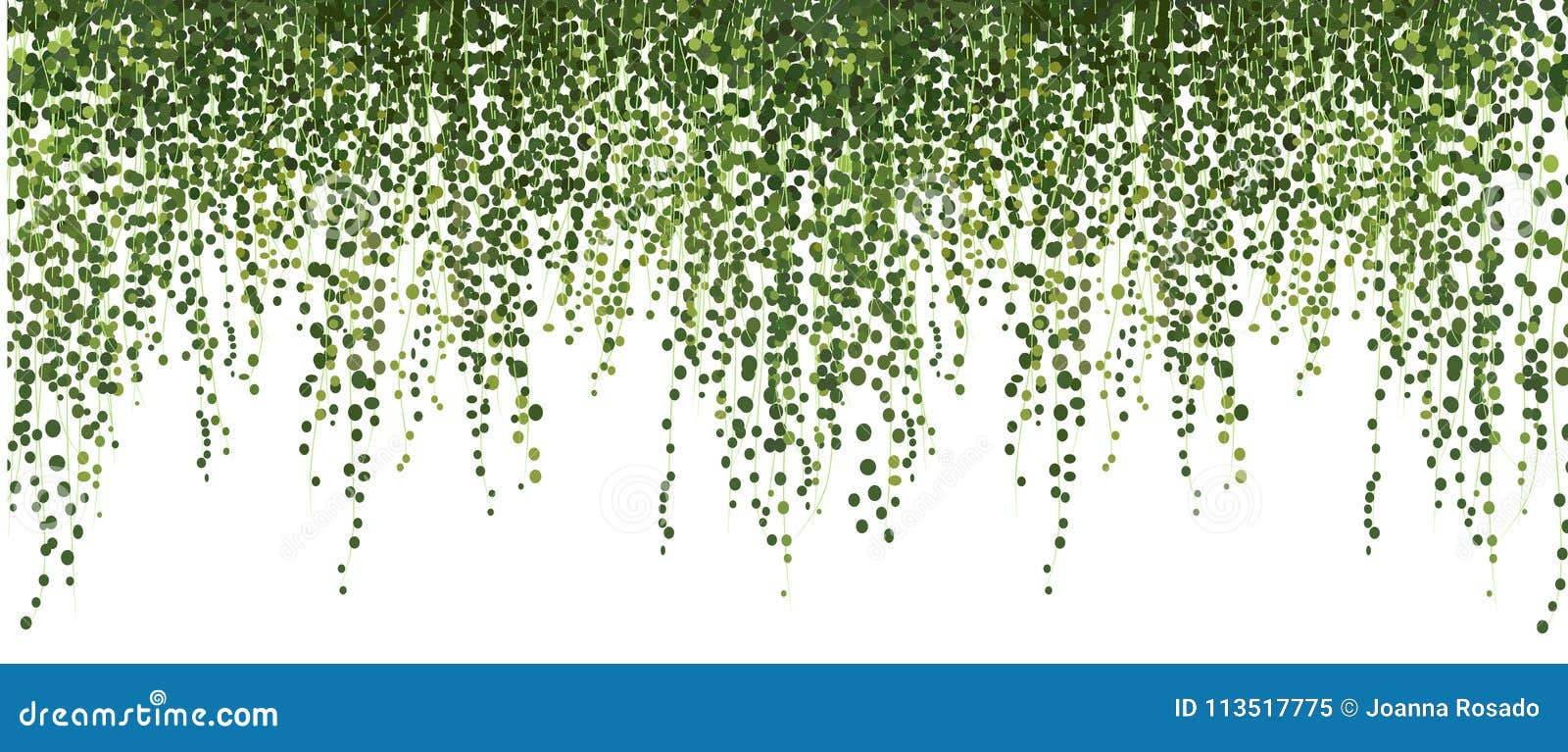 Climbing Wall of Ivy. Vector Illustration on White Background. Banner ...