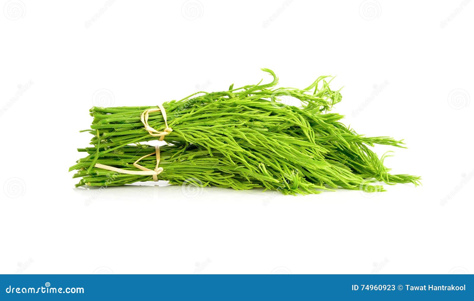 Climbing Wattle Isolated on White Background Stock Image - Image of ...