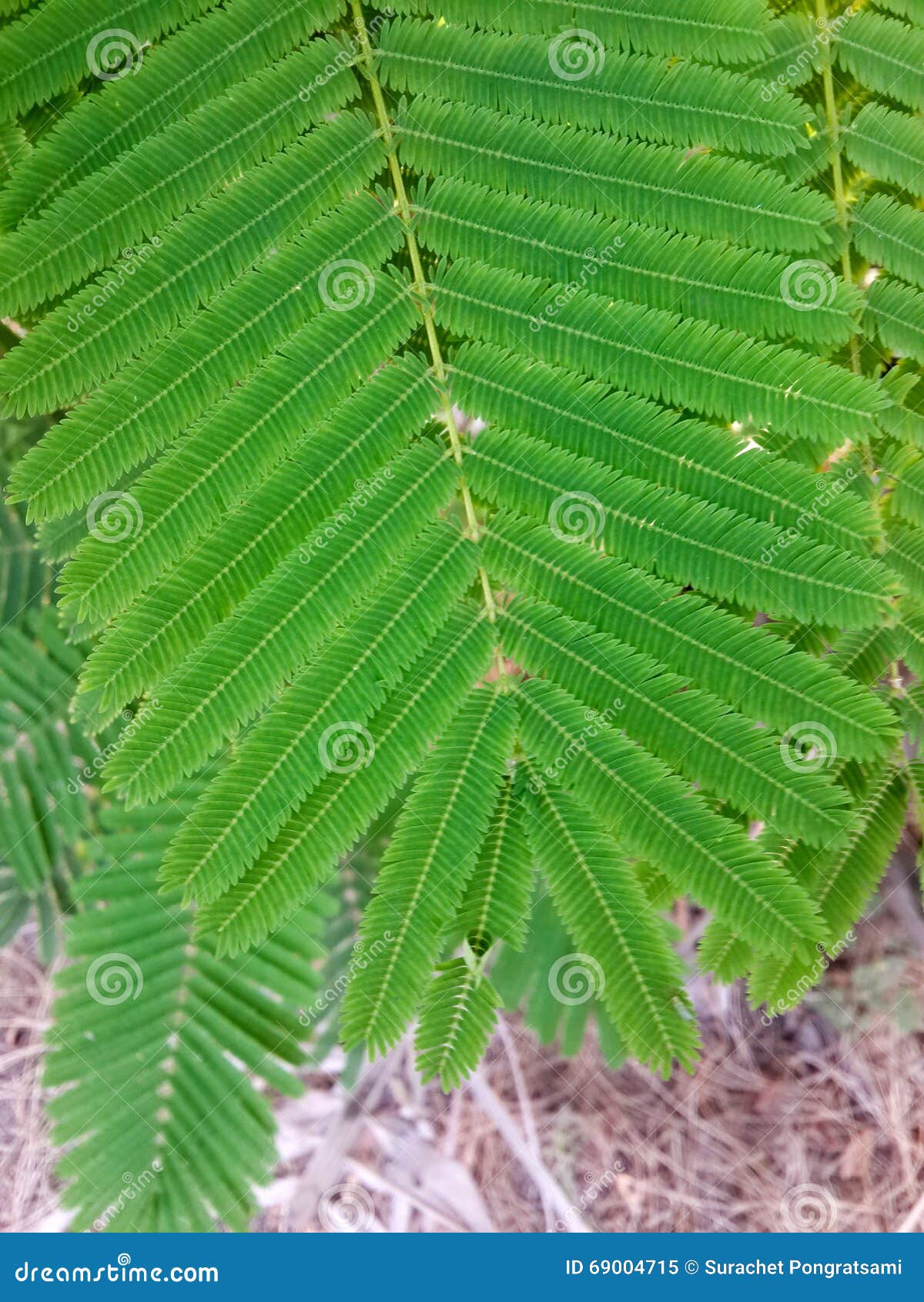 Climbing wattle leaf stock image. Image of foliage, fresh - 69004715
