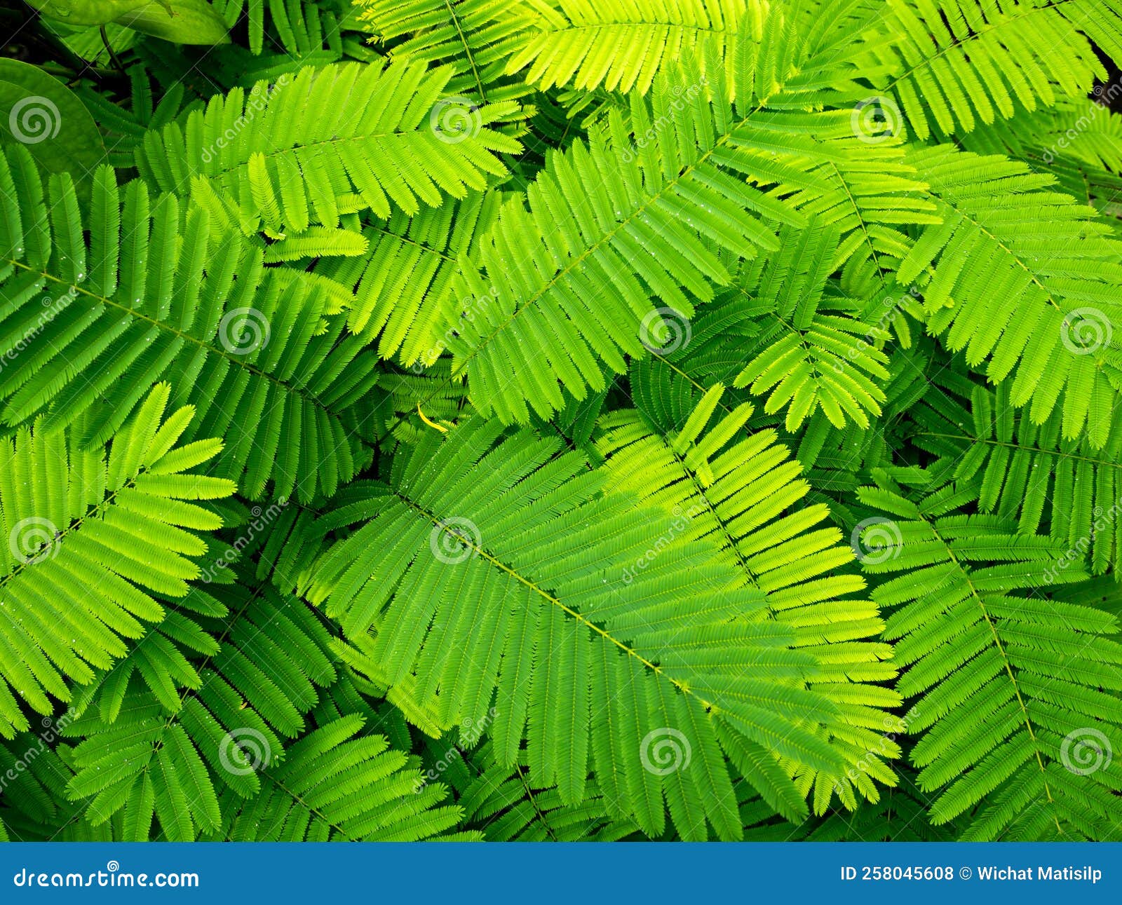 Climbing Wattle Leaves Spreading in the Field Stock Photo - Image of ...