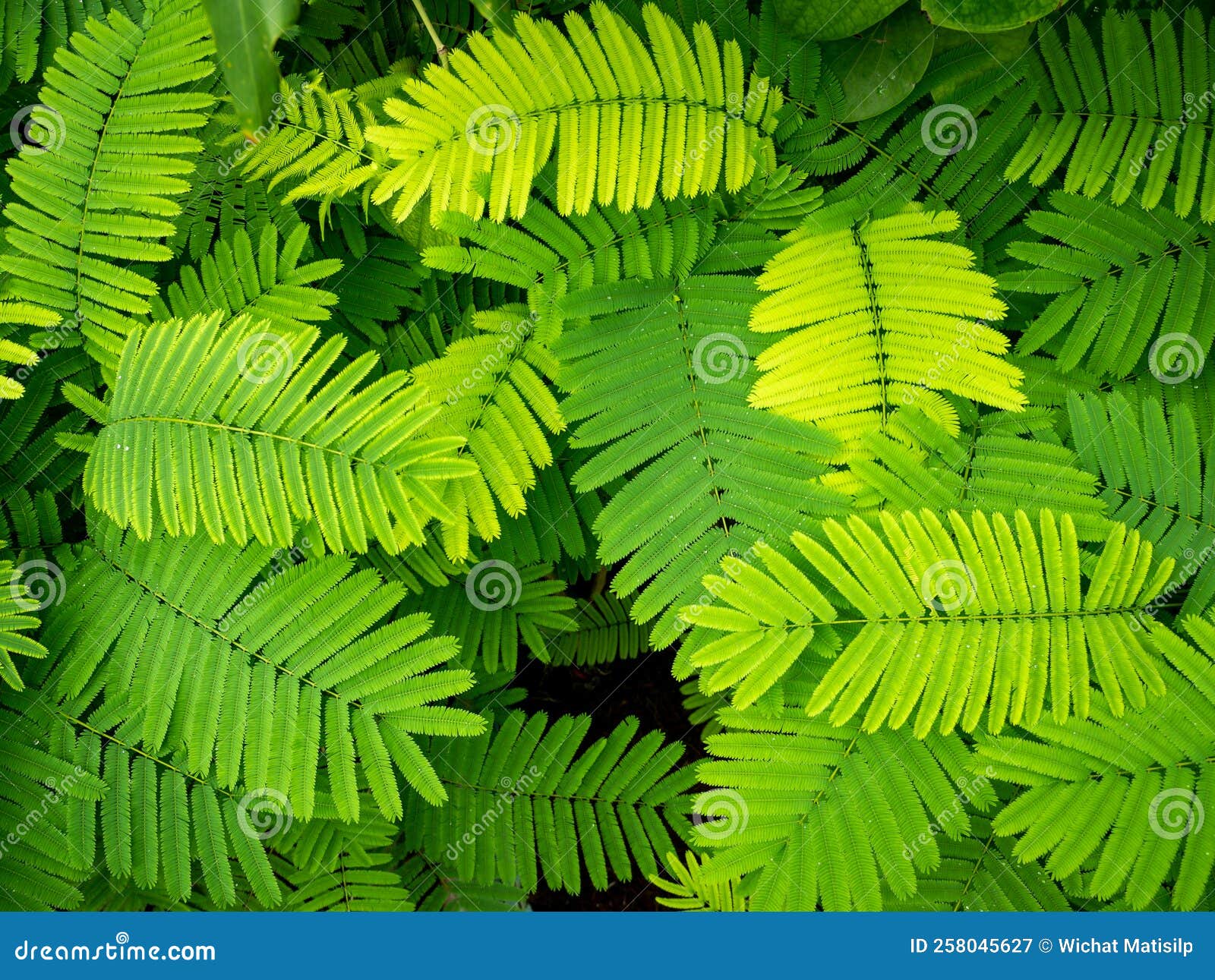 Climbing Wattle Leaves Spreading in the Field Stock Image - Image of ...