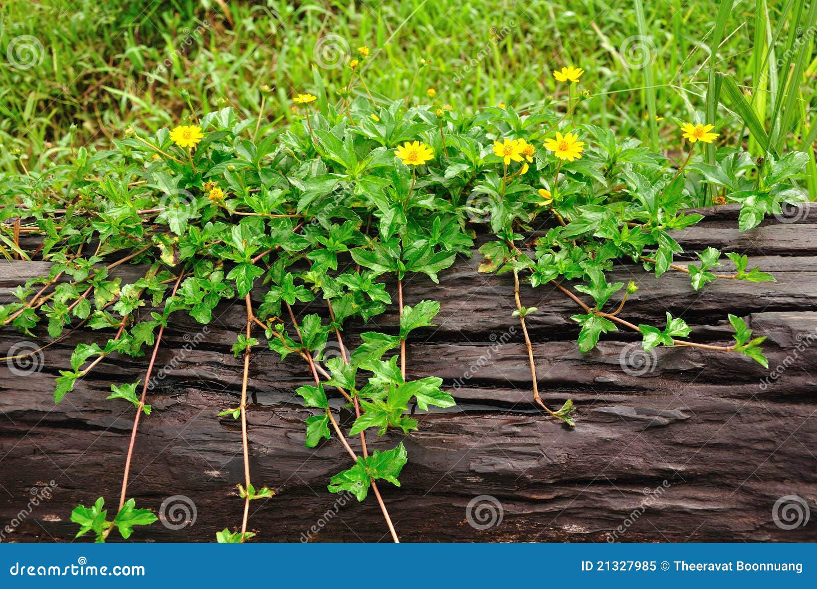 Climbing Wedelia stock image. Image of flora, natural - 21327985