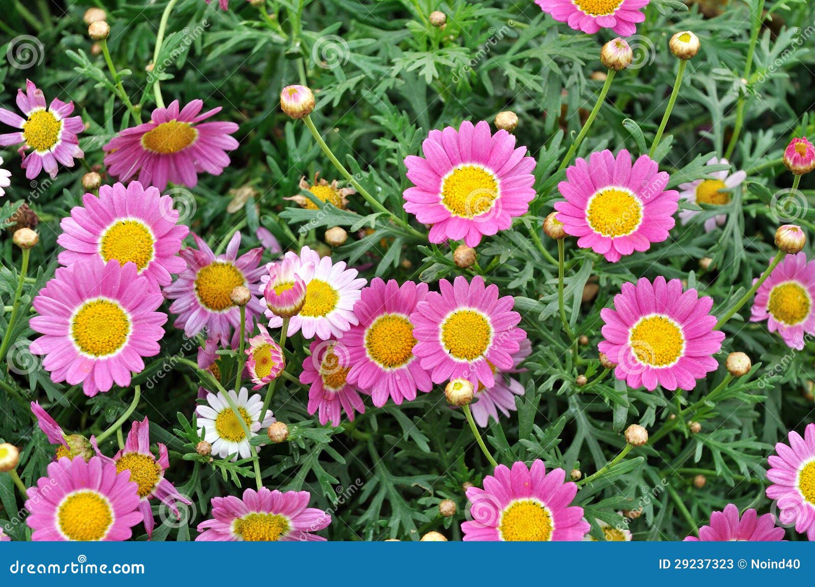 Climbing Wedelia, Creeping Daisy, Singapore Daisy Stock Image - Image ...
