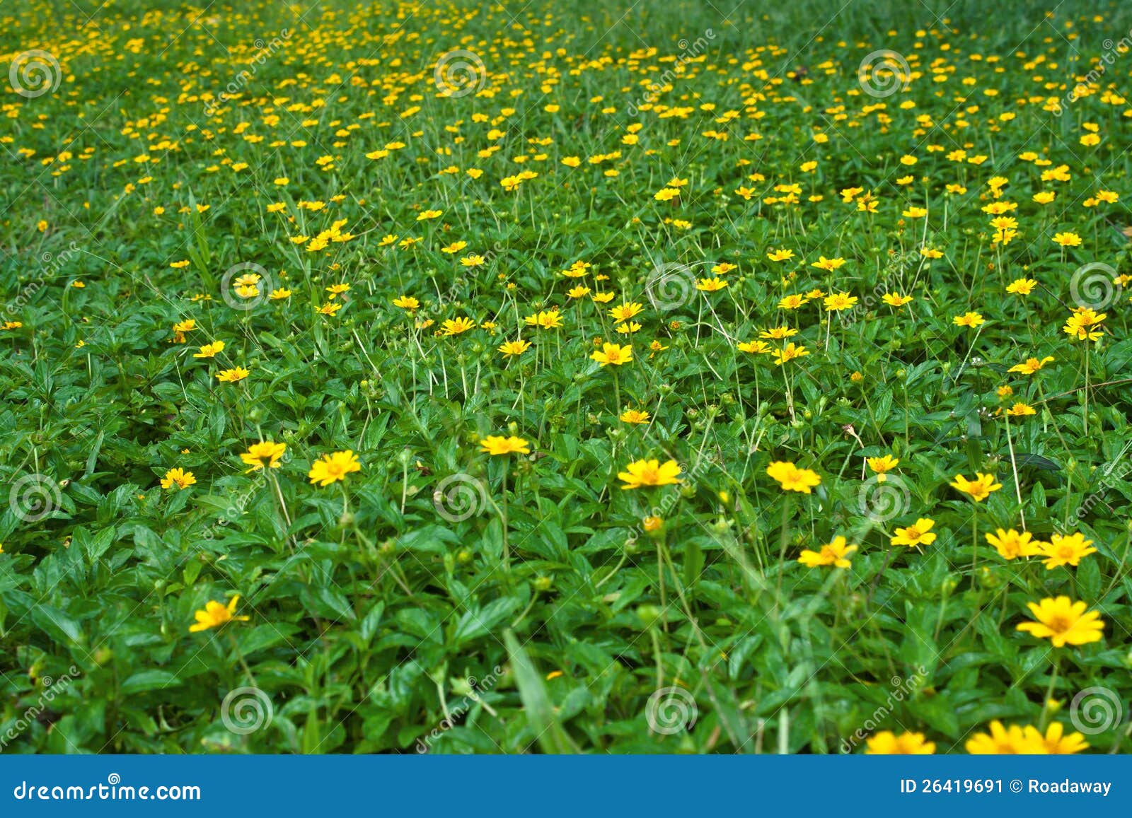 Climbing Wedelia Flower stock image. Image of flora, climbingwedelia ...
