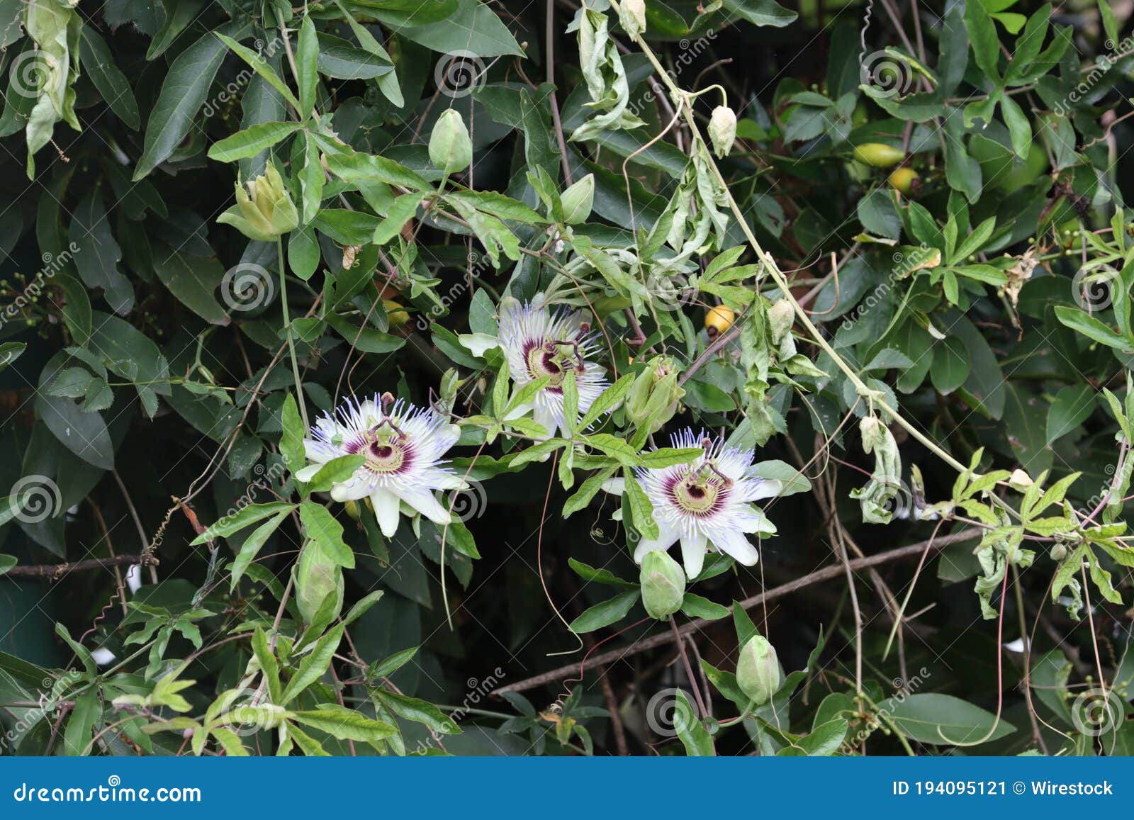 Climbing White Passiflora Plant with Seeds and Flowers Stock Image ...