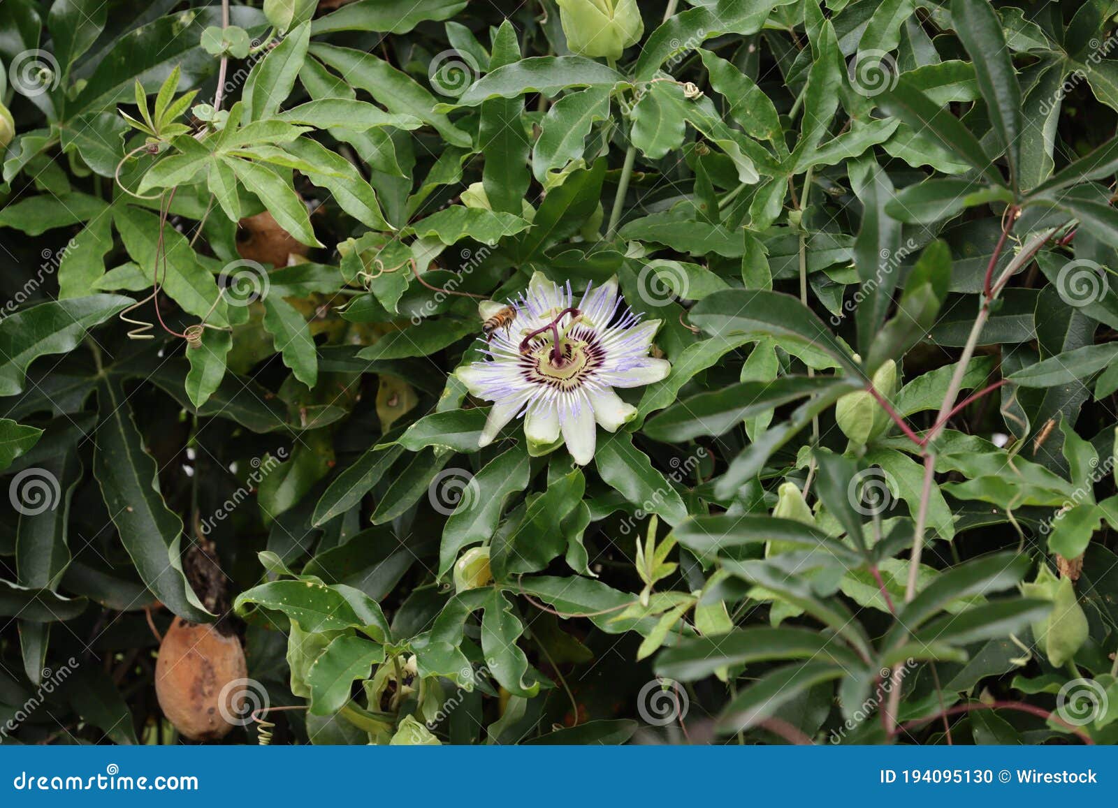 Climbing White Passiflora Plant with Seeds and Flowers Stock Photo ...