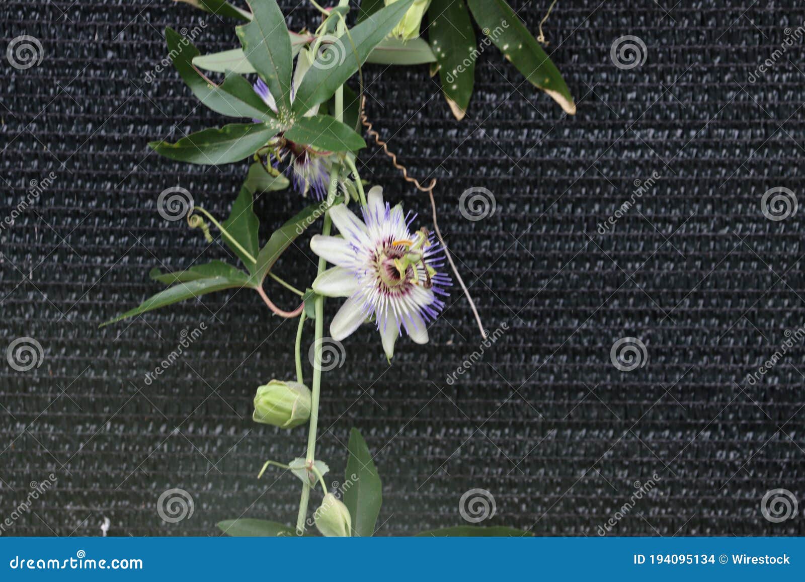 Climbing White Passiflora Plant with Seeds and Flowers Stock Photo ...