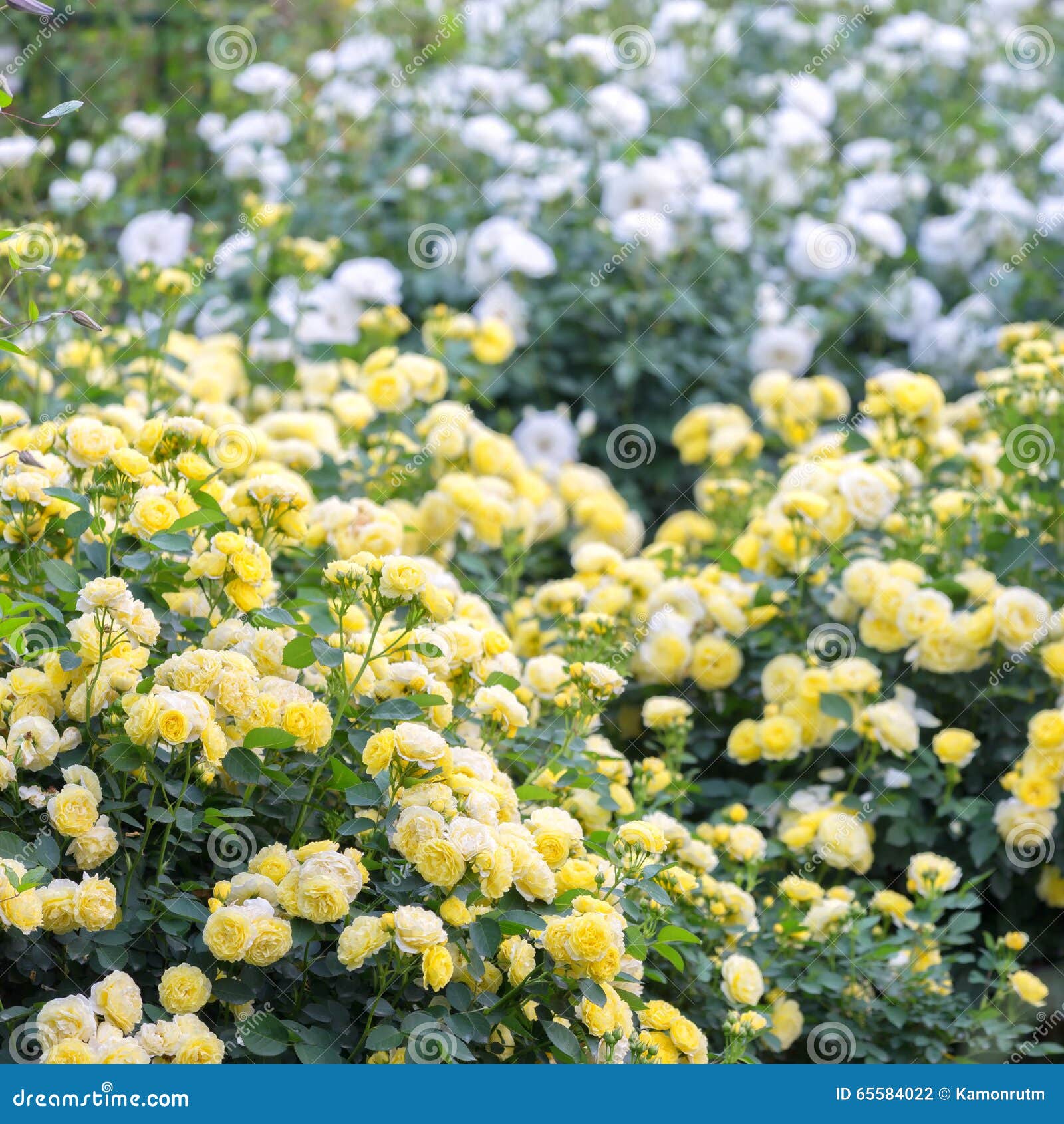 Climbing yellow roses stock photo. Image of pink, gift - 65584022