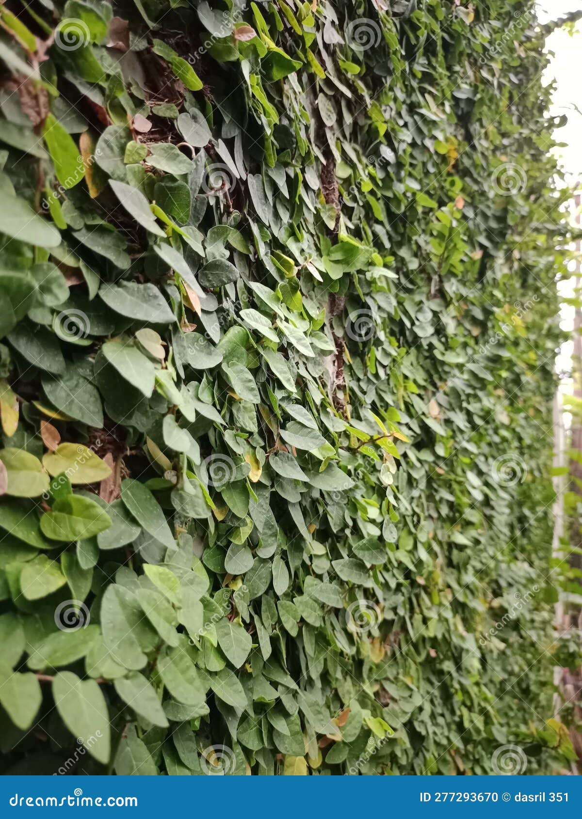 Climbingfig Ficus Vines Wall Plant Stock Photo - Image of ficus, plant ...