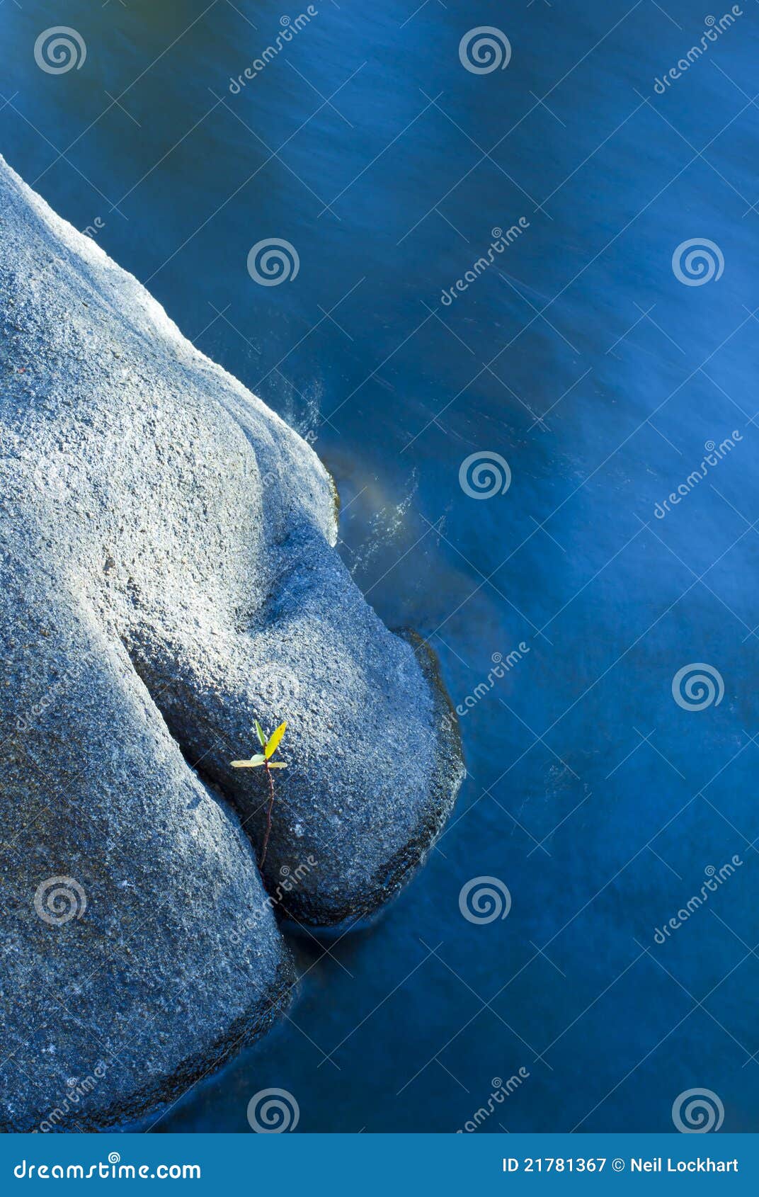 Cling to Life stock image. Image of natural, long, rock - 21781367