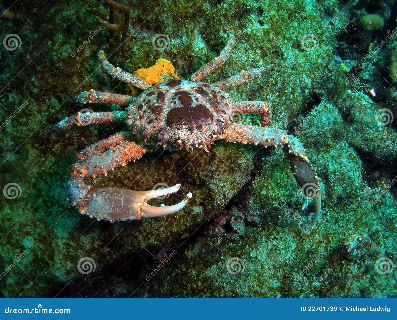 Clinging Crab stock image. Image of waters, crabs, oceanic - 22701739
