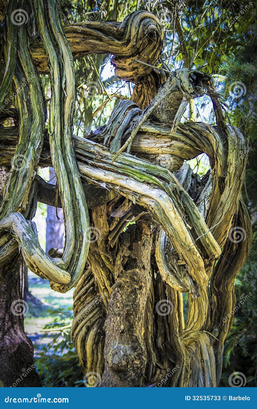 Clinging roots stock image. Image of landscape, ground - 32535733