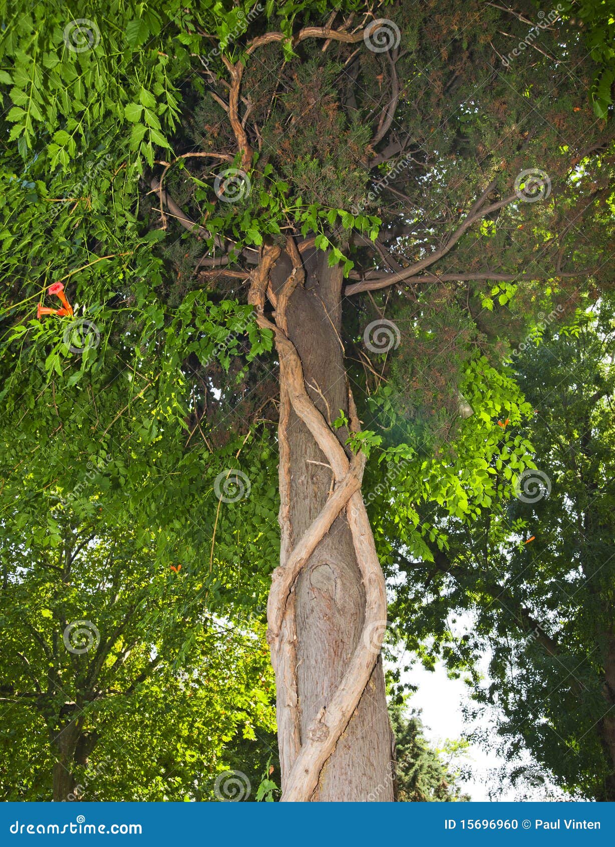 Clinging Vines on a Tree Trunk Stock Photo - Image of nature, natural ...