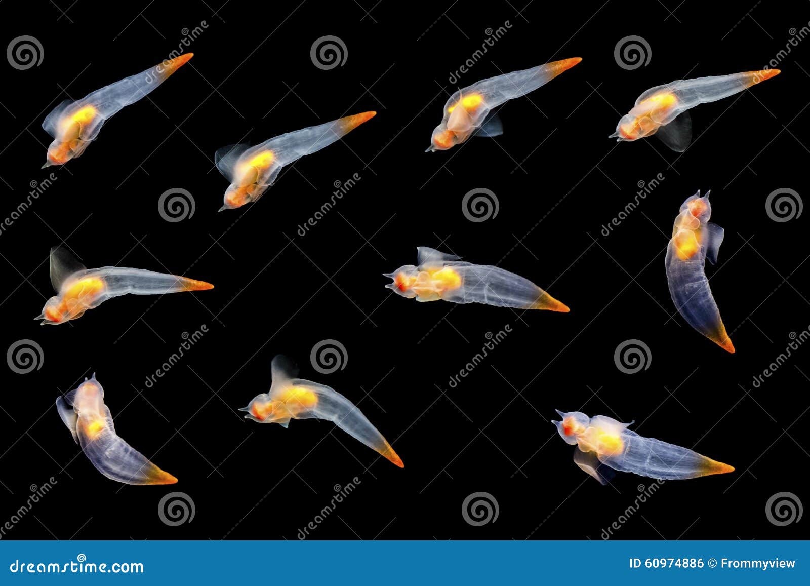 The Clione Swim in Aquarium Stock Photo - Image of underwater, angel ...