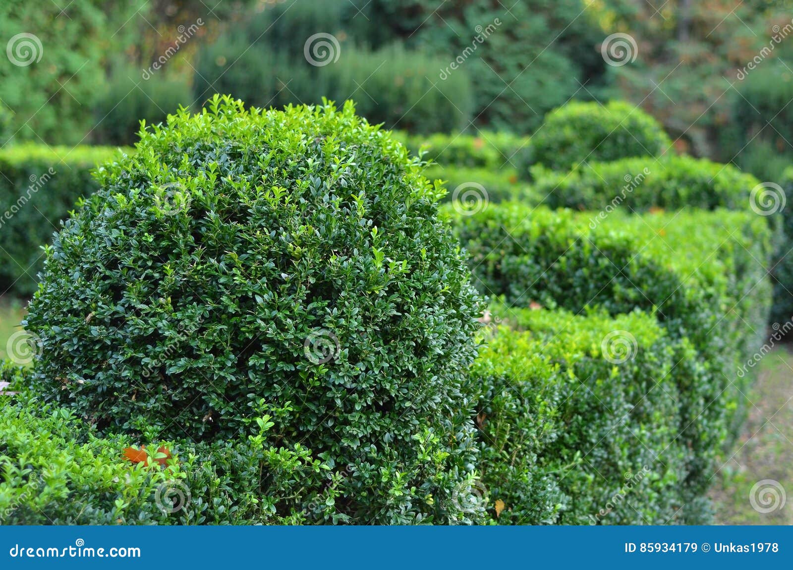 Clipped Box Pruning Technique For Japanese And Formal English Garden ...