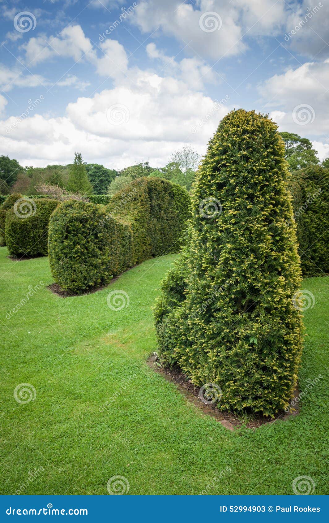 Clipped Hedge-Topiary-Trimmed Hedge Stock Image - Image of ornamental ...