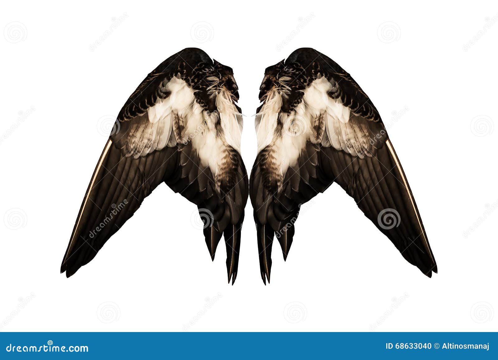 Clipped Real Duck Wings On White Background Isolated Back Angel Two ...