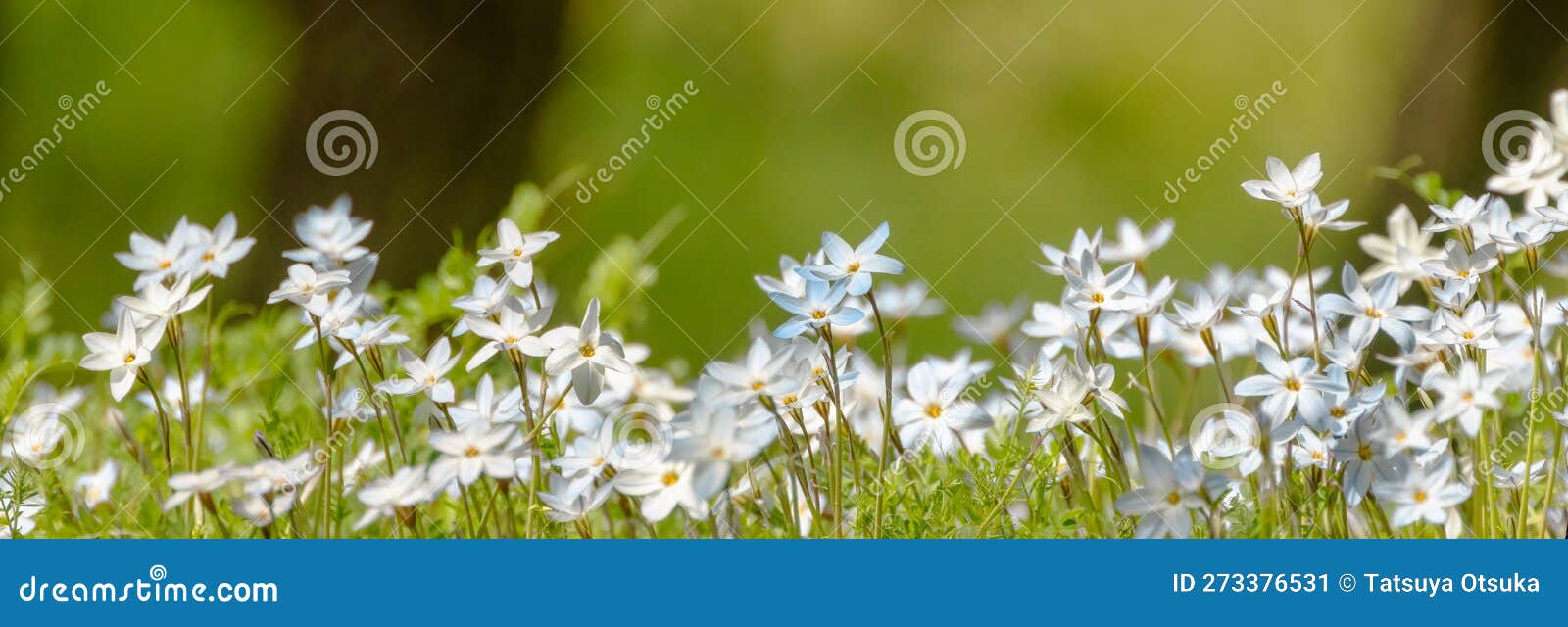 Clipped To Banner Size Image of Many Spring Stars in a Spring Field ...