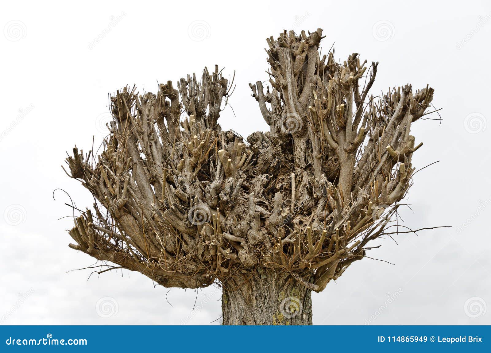 Clipped tree crow stock image. Image of arboriculture - 114865949