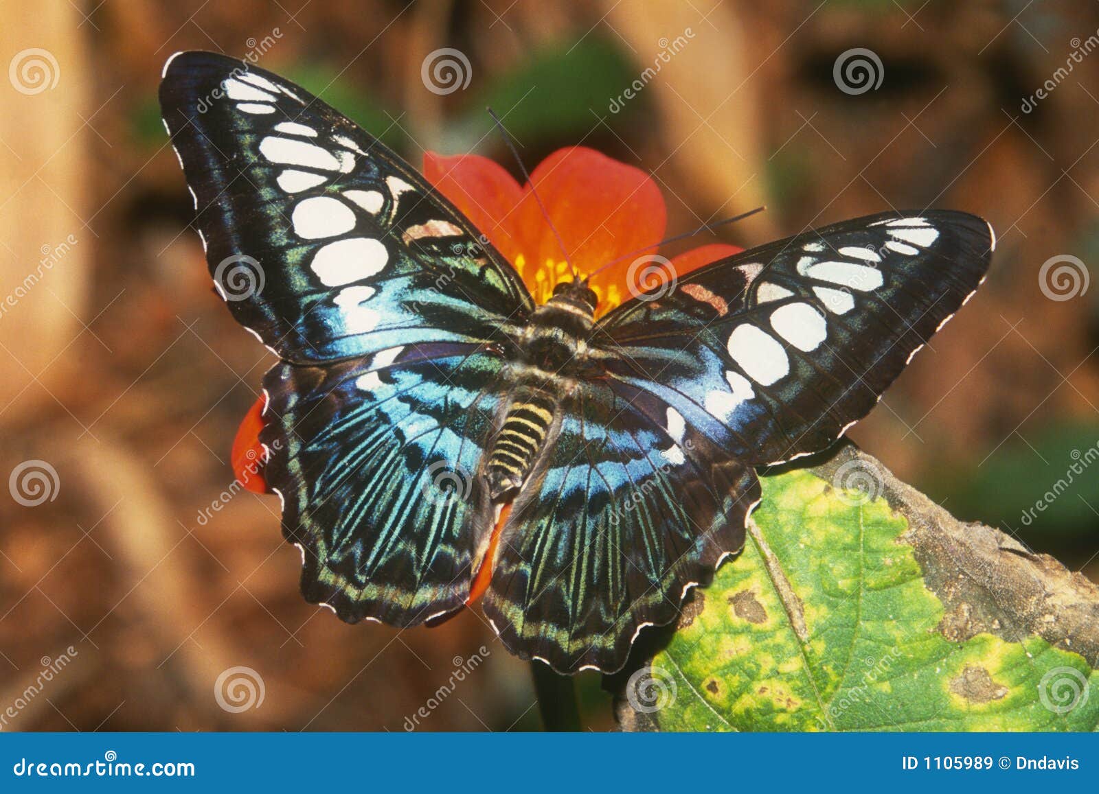 Clipper Butterfly stock image. Image of parthenos, invertebrates - 1105989