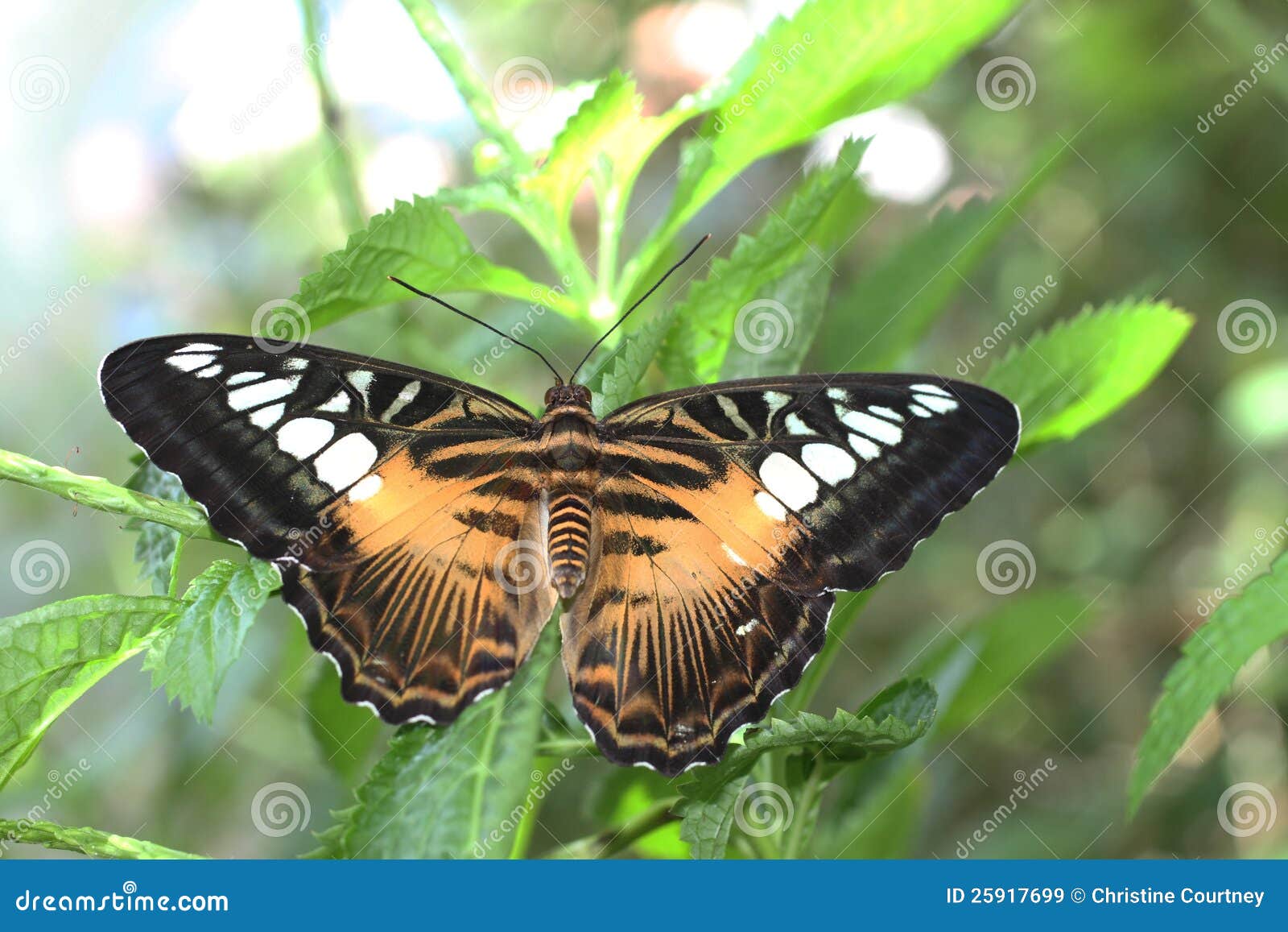 The Clipper Butterfly stock image. Image of green, black - 25917699