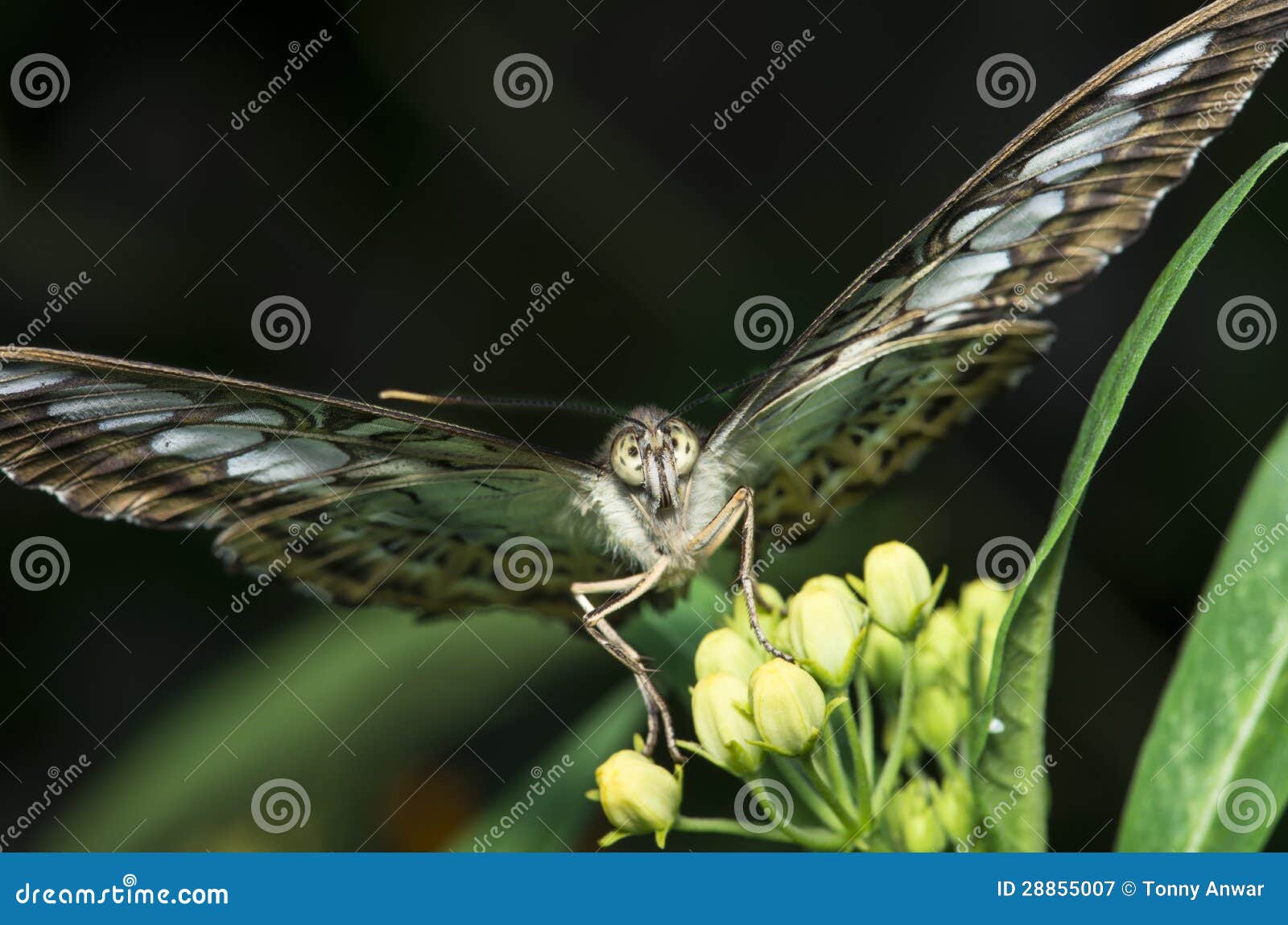 Clipper Butterfly stock image. Image of insect, plant - 28855007