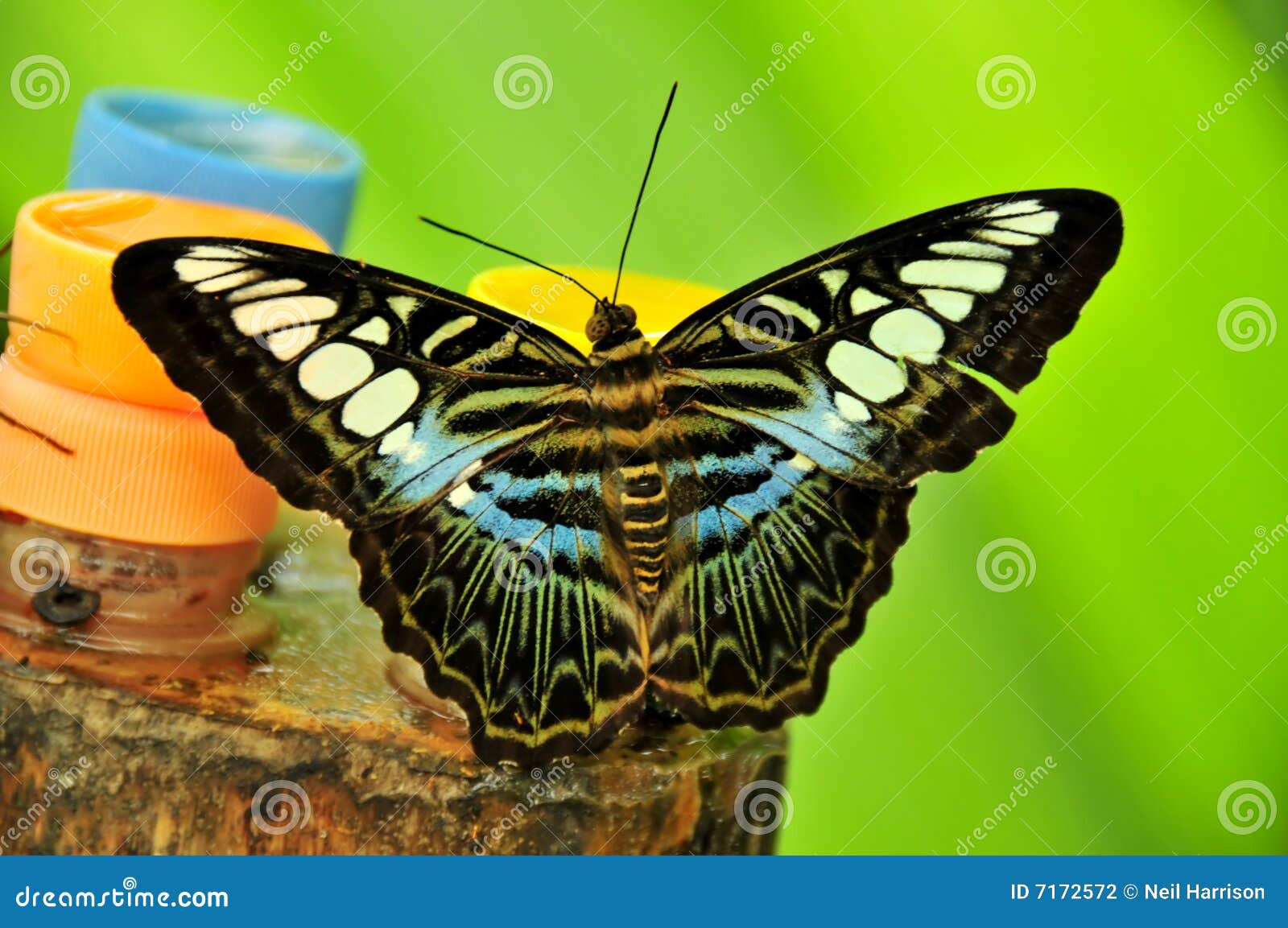 Clipper butterfly stock photo. Image of lepidoptera, wings - 7172572
