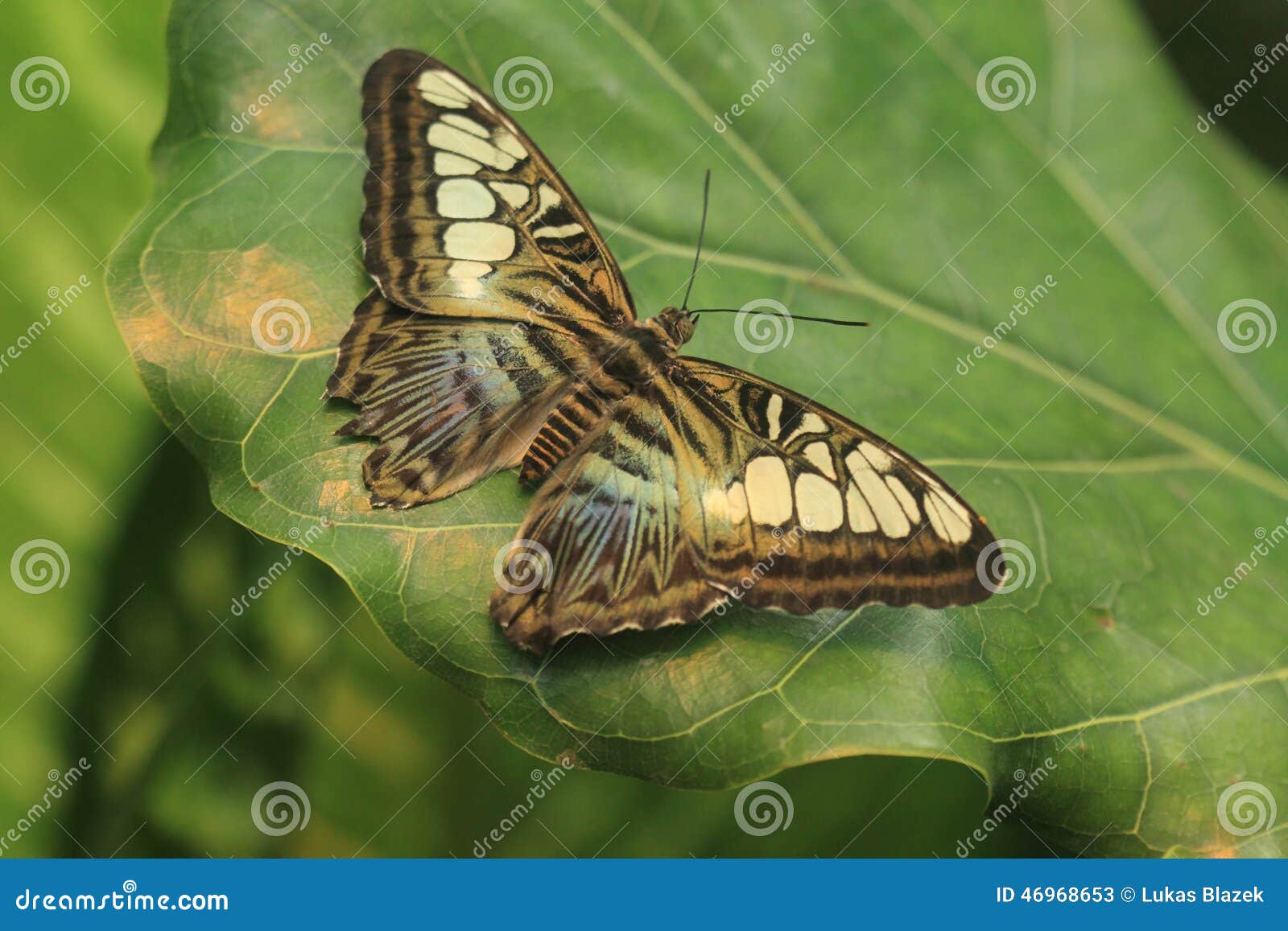 Clipper butterfly stock image. Image of sylvia, nymphalid - 46968653