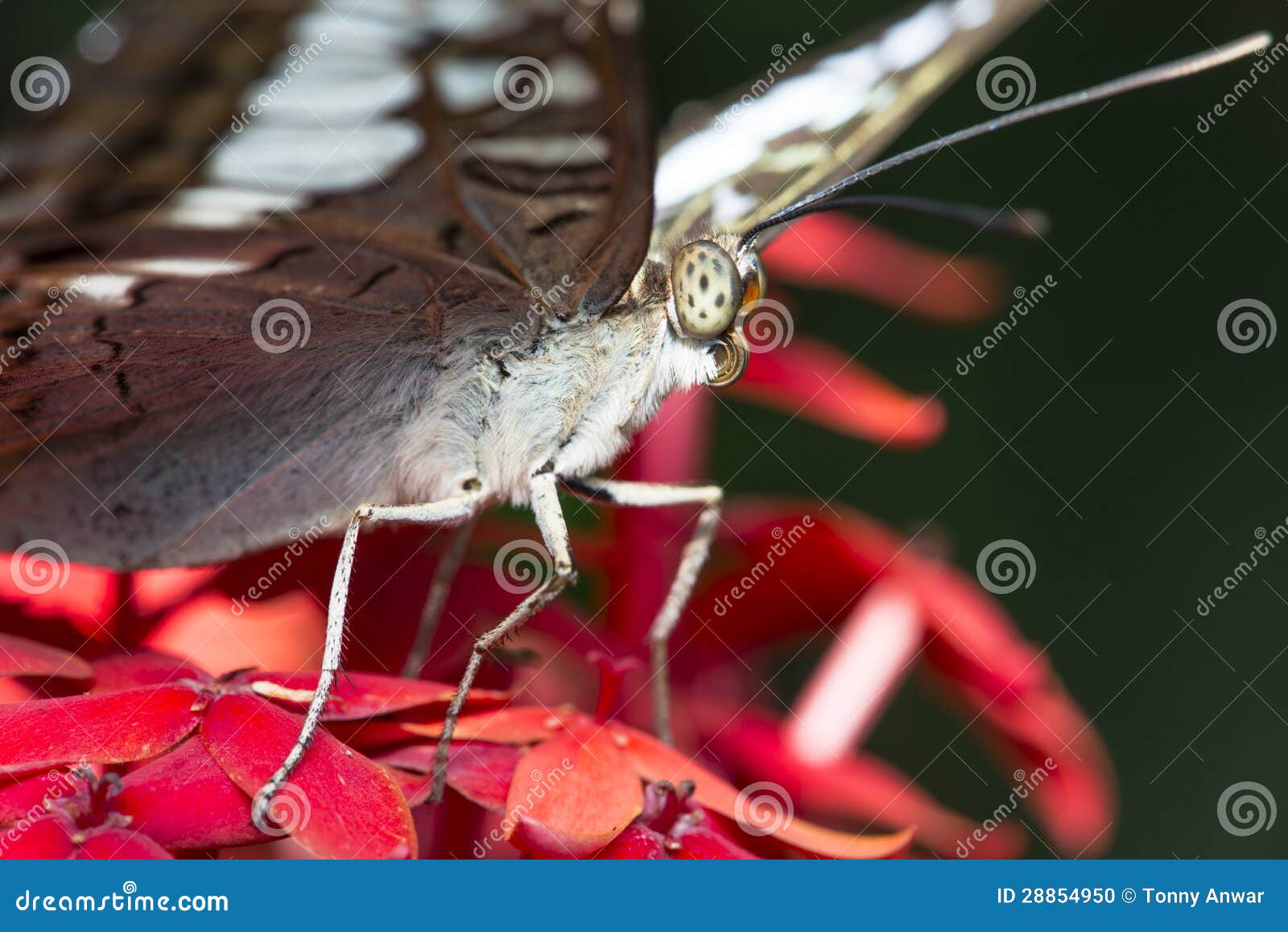 Clipper Butterfly Macro stock photo. Image of insect - 28854950